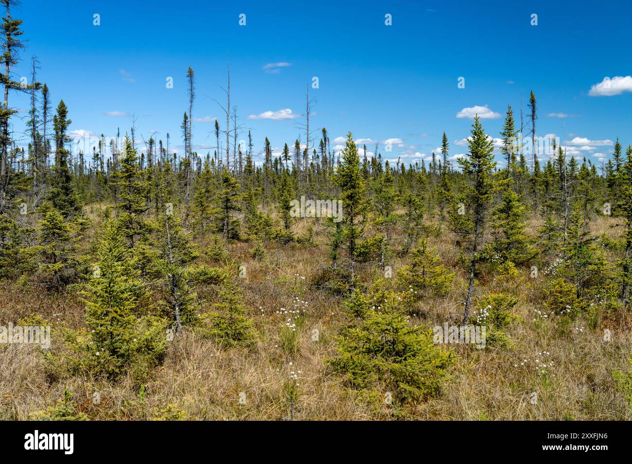The Big Bog State Recreation Area near Waskish, Minnesota, USA Stock ...