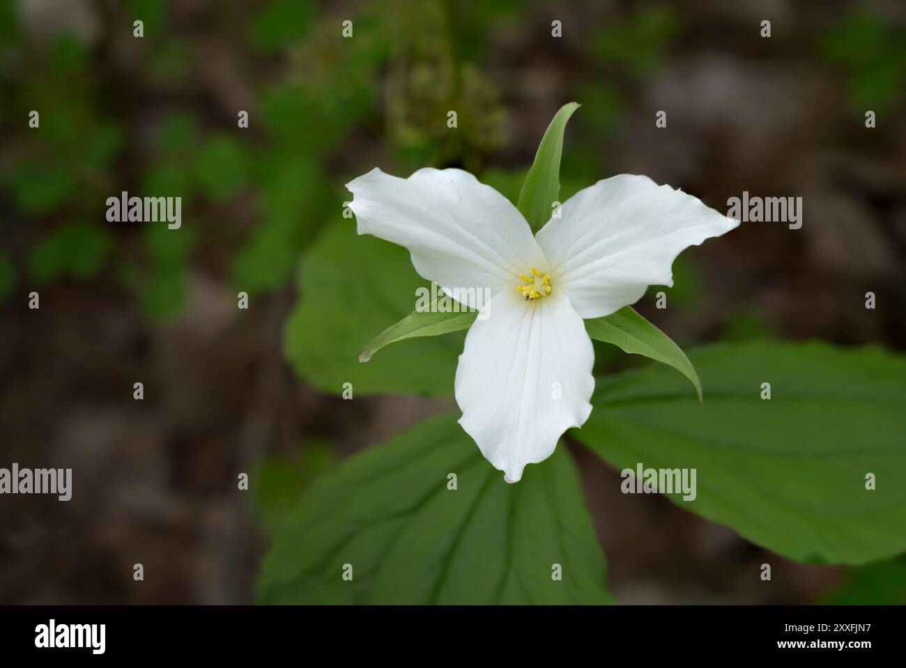 Trillium wildflowers blooming in Itasca State Park, Minnesota, USA ...