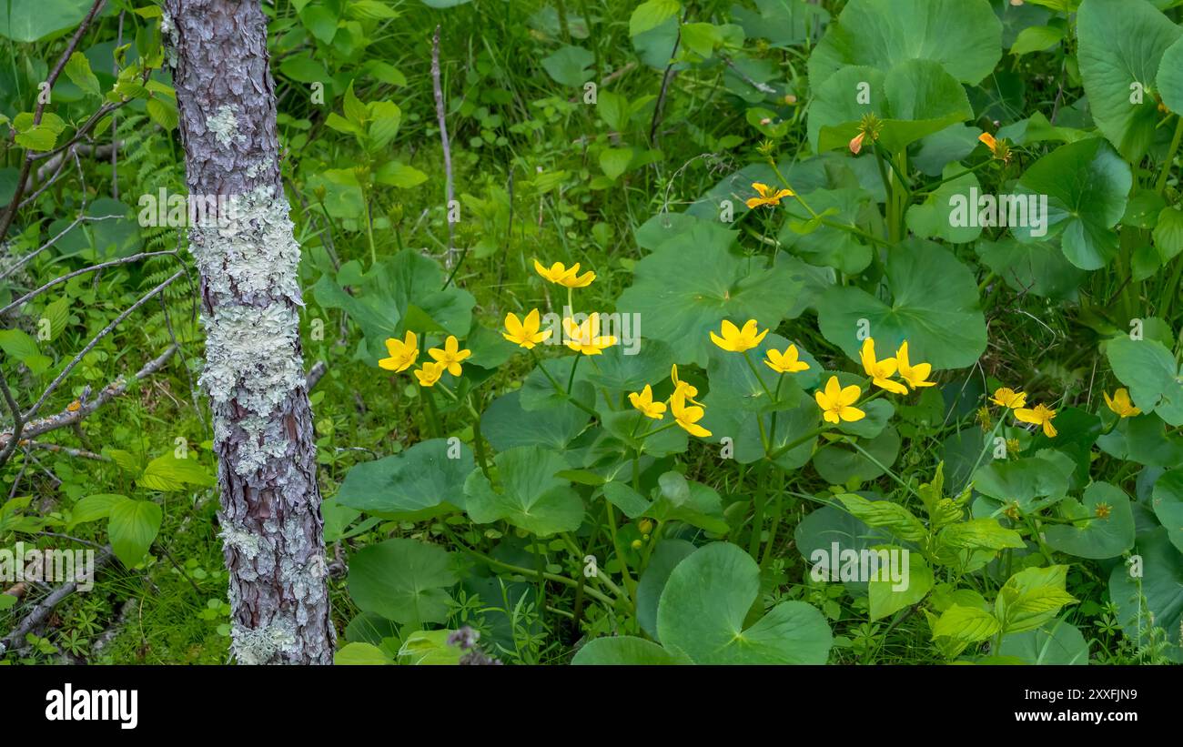 The Marsh marigold blooming in the wetlands of Itasca State Park ...