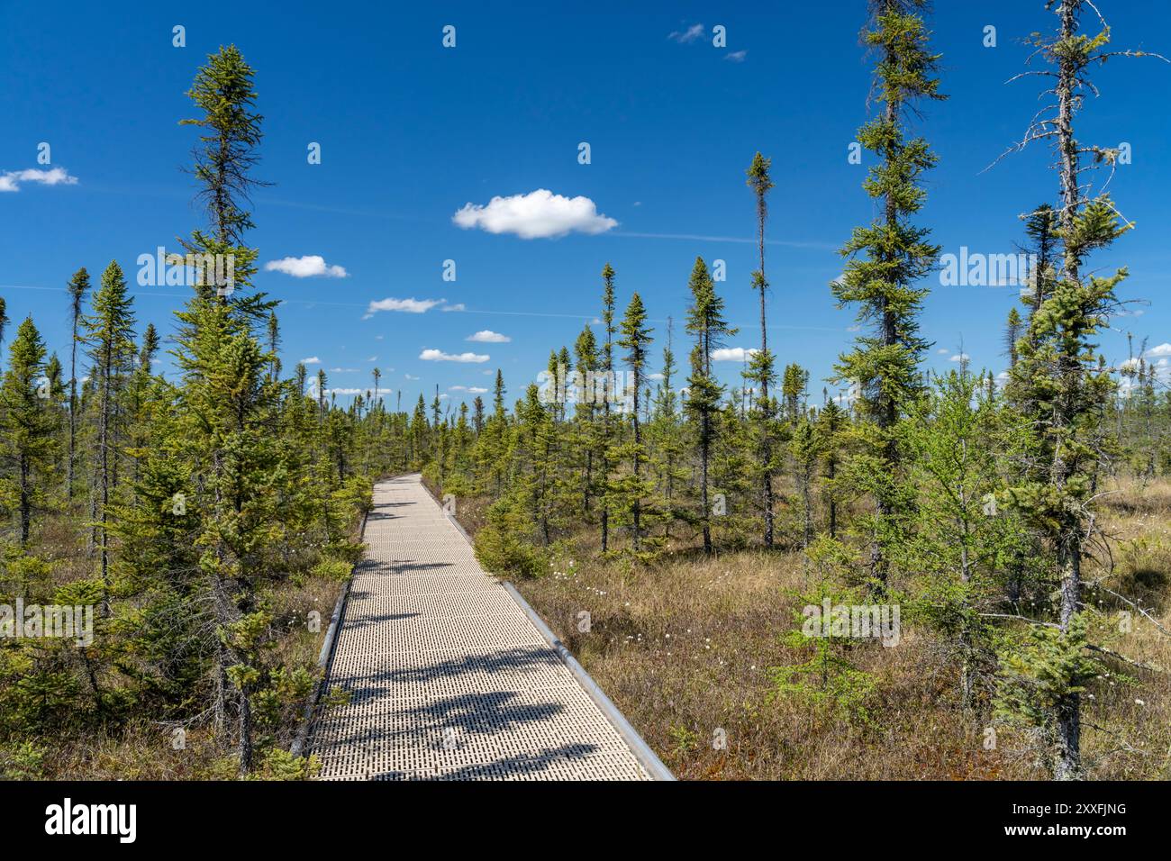 The Big Bog State Recreation Area near Waskish, Minnesota, USA Stock ...