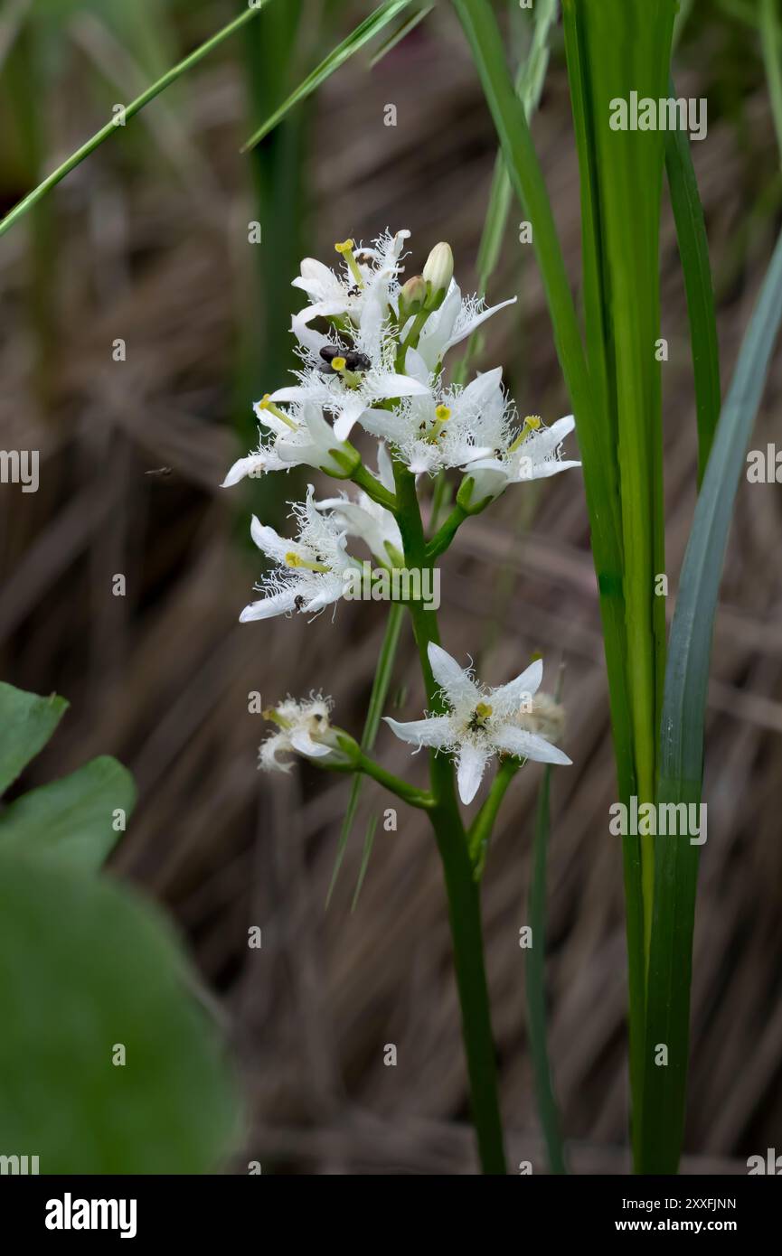The Buck-bean wildflower blooming in the wetlands of Itasca State Park ...