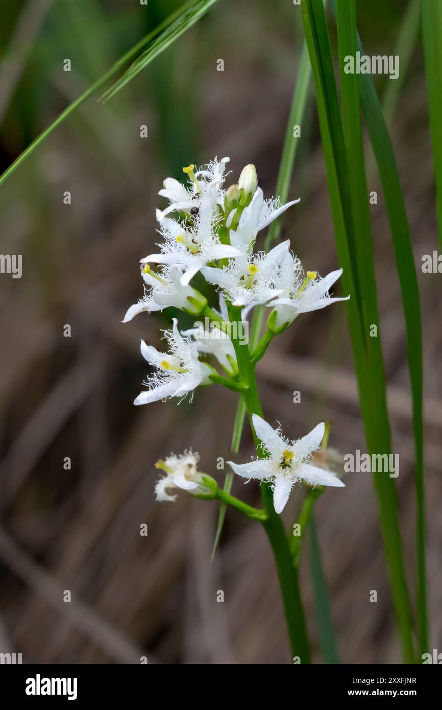 The Buck-bean wildflower blooming in the wetlands of Itasca State Park ...