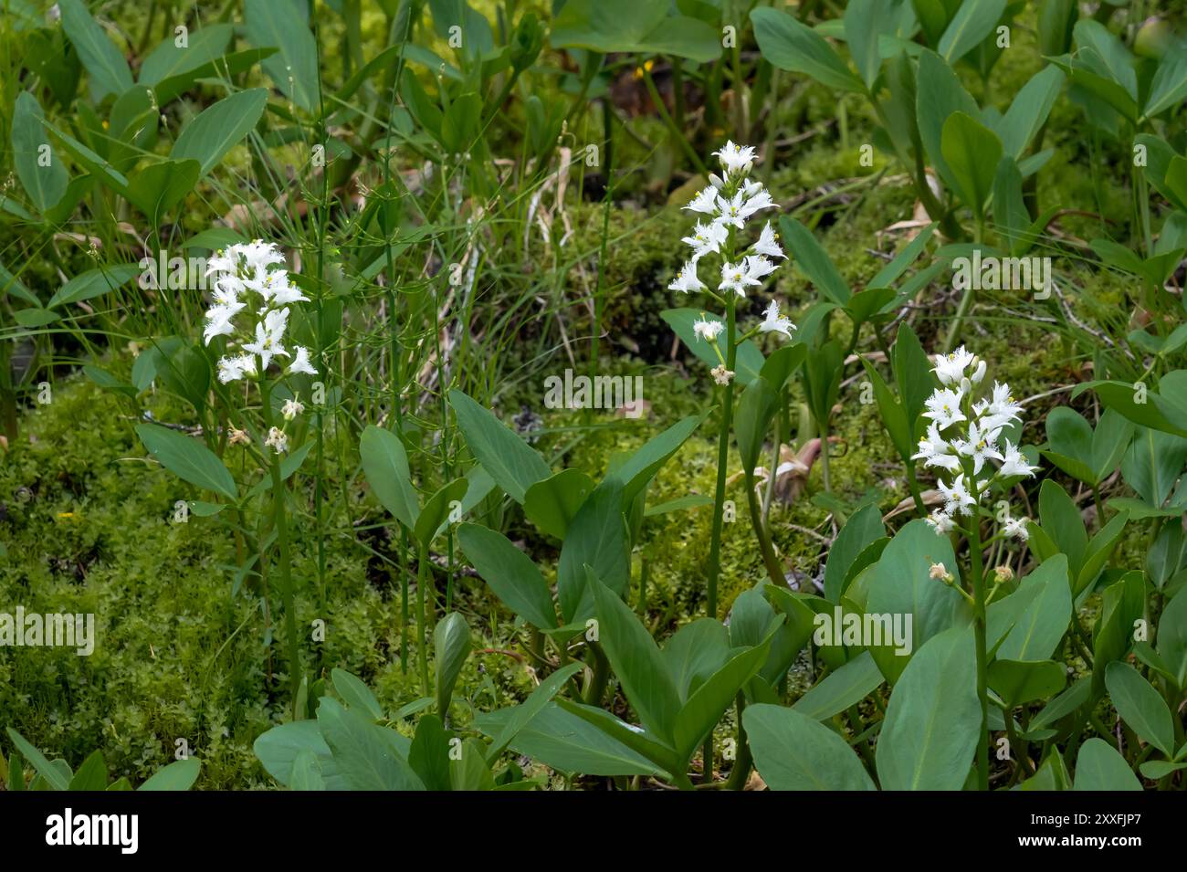 The Buck-bean wildflower blooming in the wetlands of Itasca State Park ...