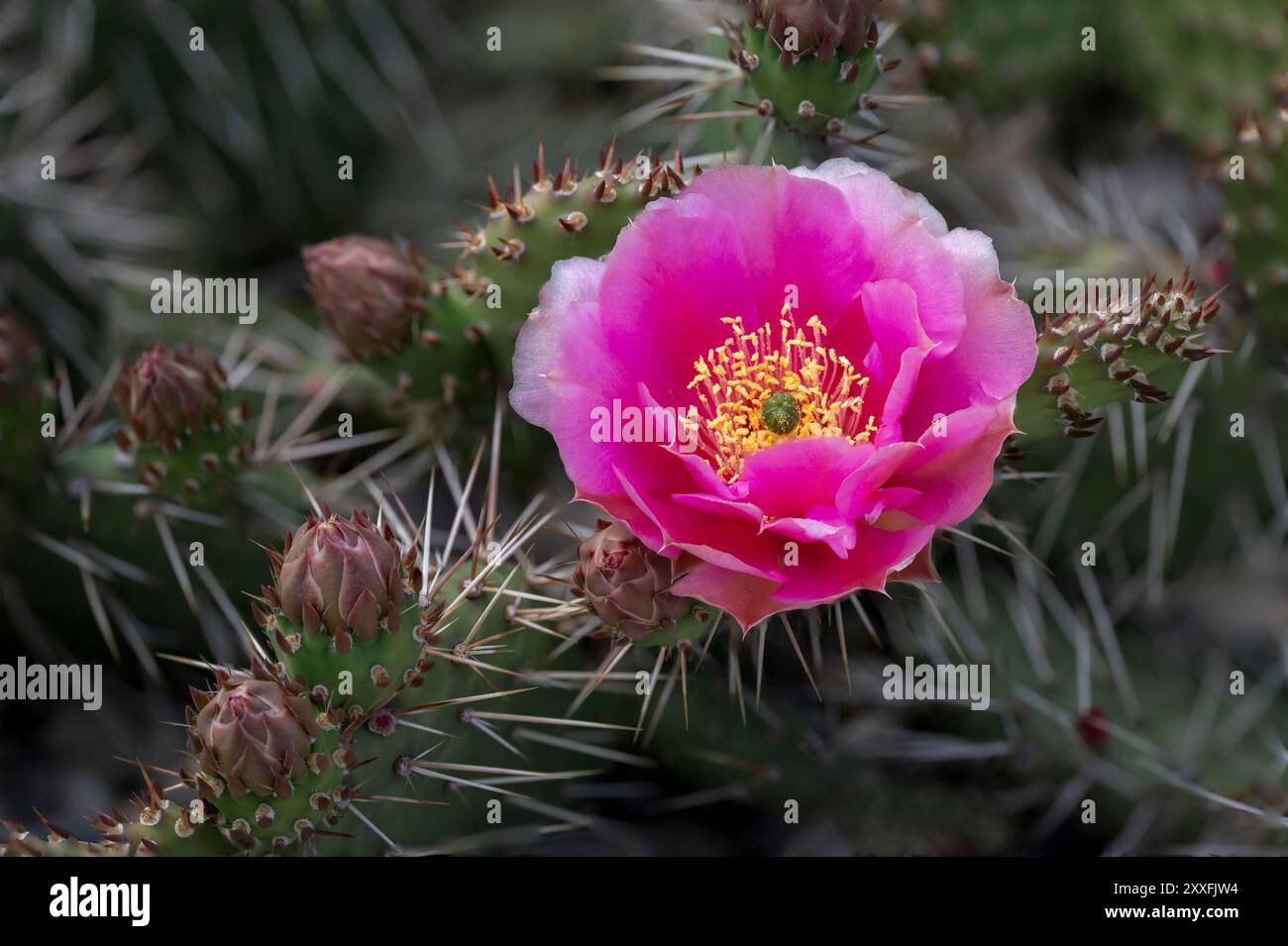 A deep pink Prickly pear cactus blooming in a backyard garden in ...