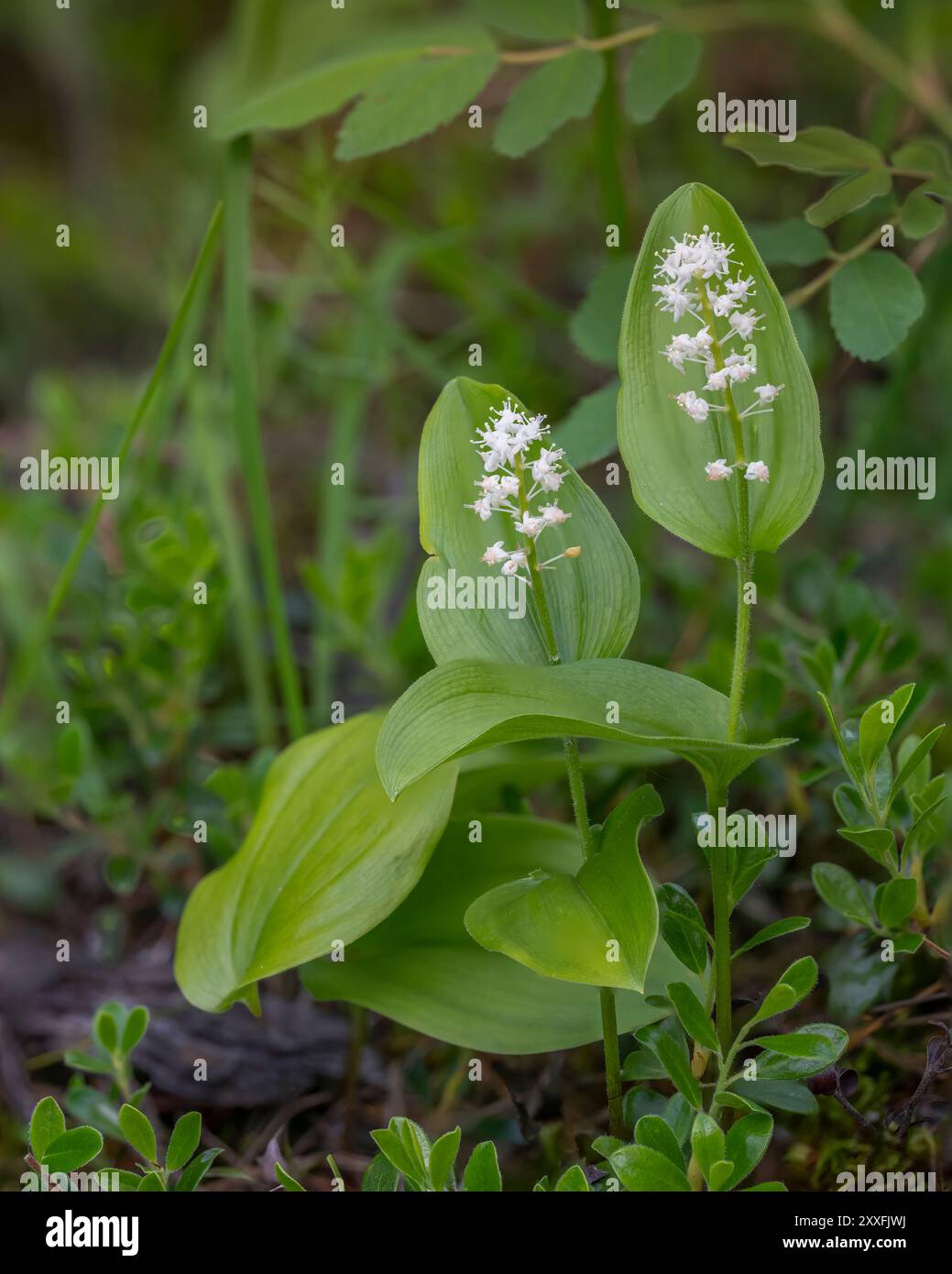 Lily of the valley blossoms hi-res stock photography and images - Alamy
