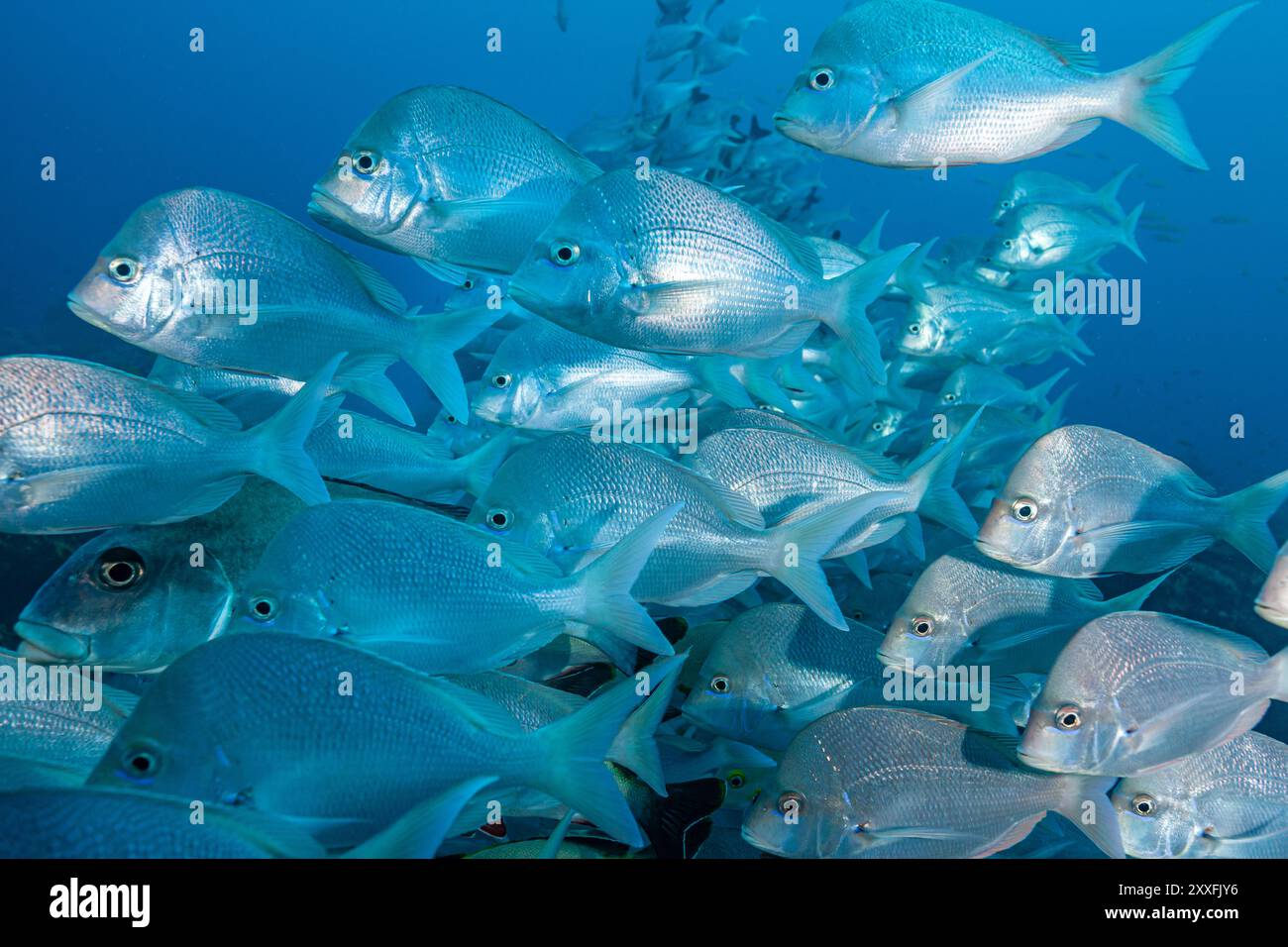 South Africa, Sodwana Bay, Slinger Seabream (Chrysoblephus puniceus ...