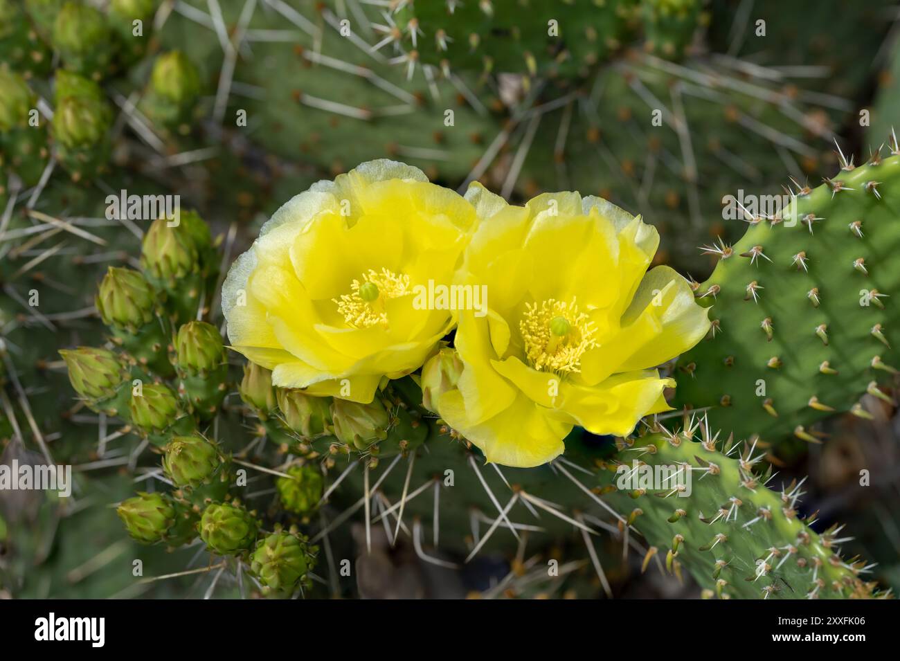 A prickly pear cactus blooming in a cactus garden in Winkler, Manitoba ...