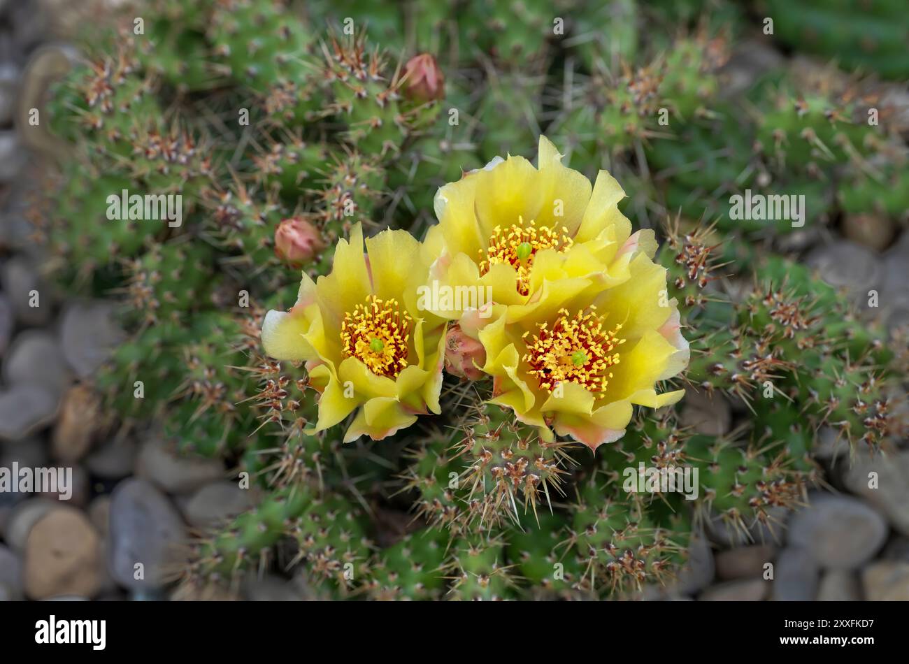 Yellow Brittle prickly pear cactus blooming in Winkler, Manitoba ...