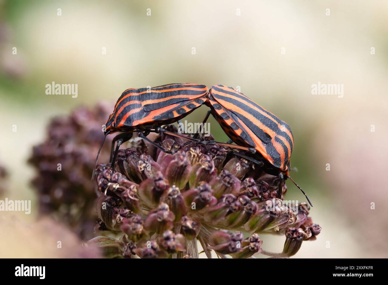 Italian stink bugs Stock Photo - Alamy