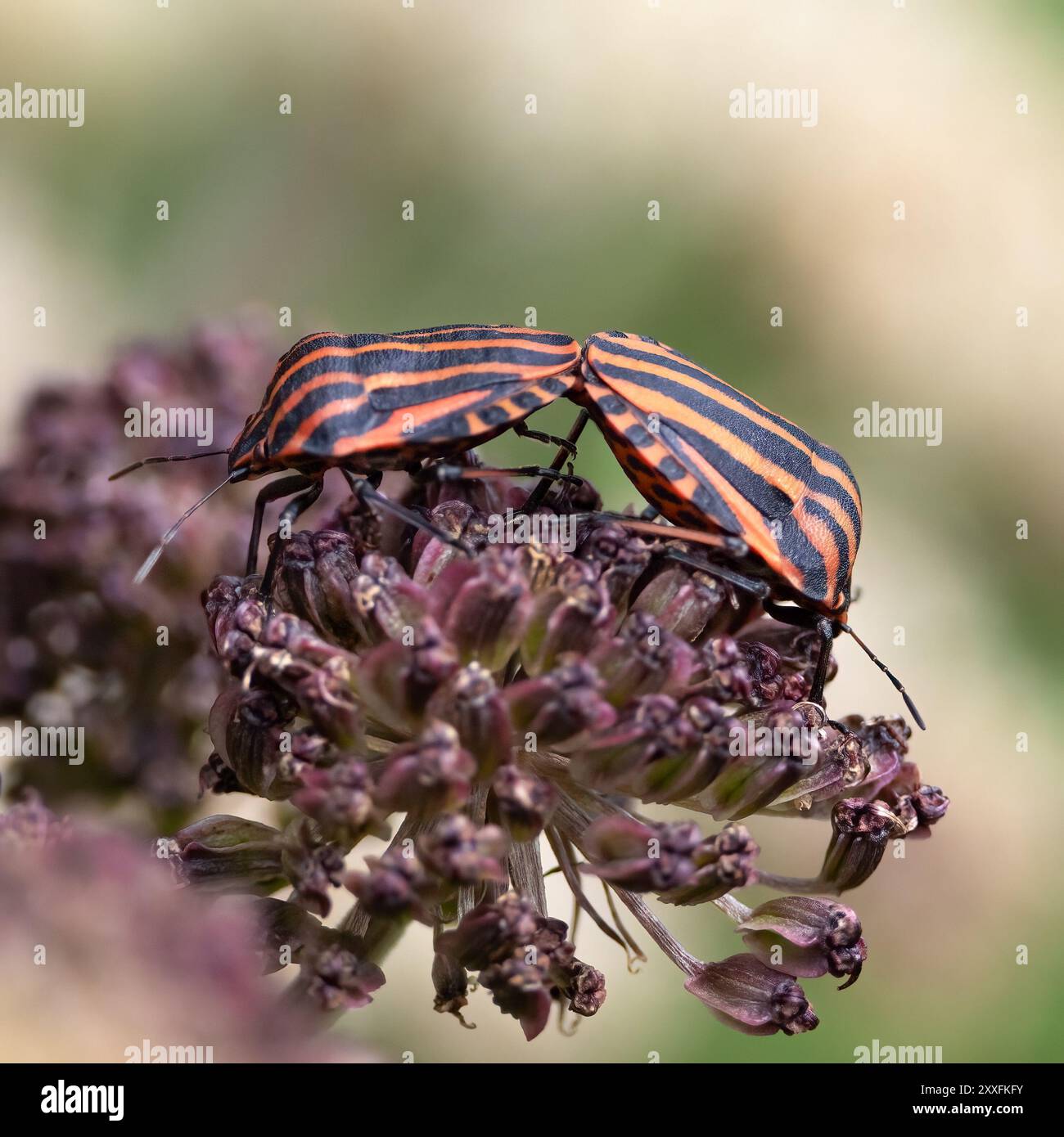 Italian striped stink bug hi-res stock photography and images - Alamy
