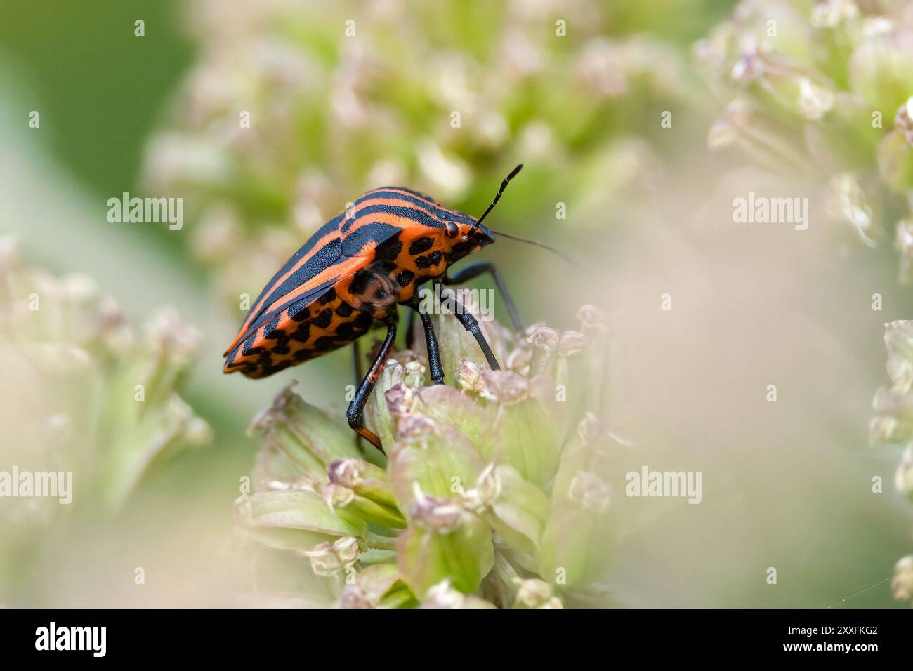 Italian stink bugs Stock Photo - Alamy