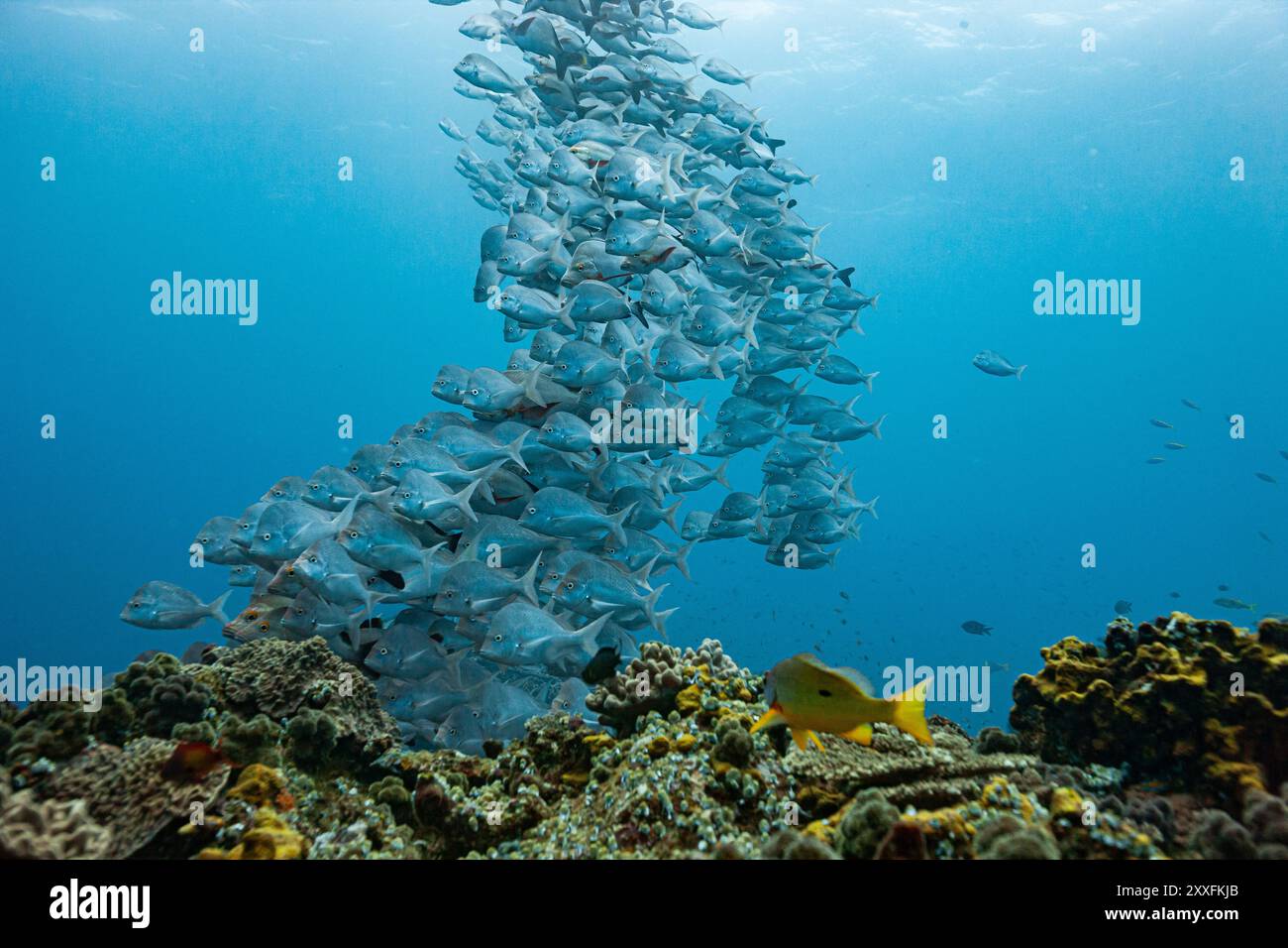 South Africa, Sodwana Bay, Slinger Seabream (Chrysoblephus puniceus ...