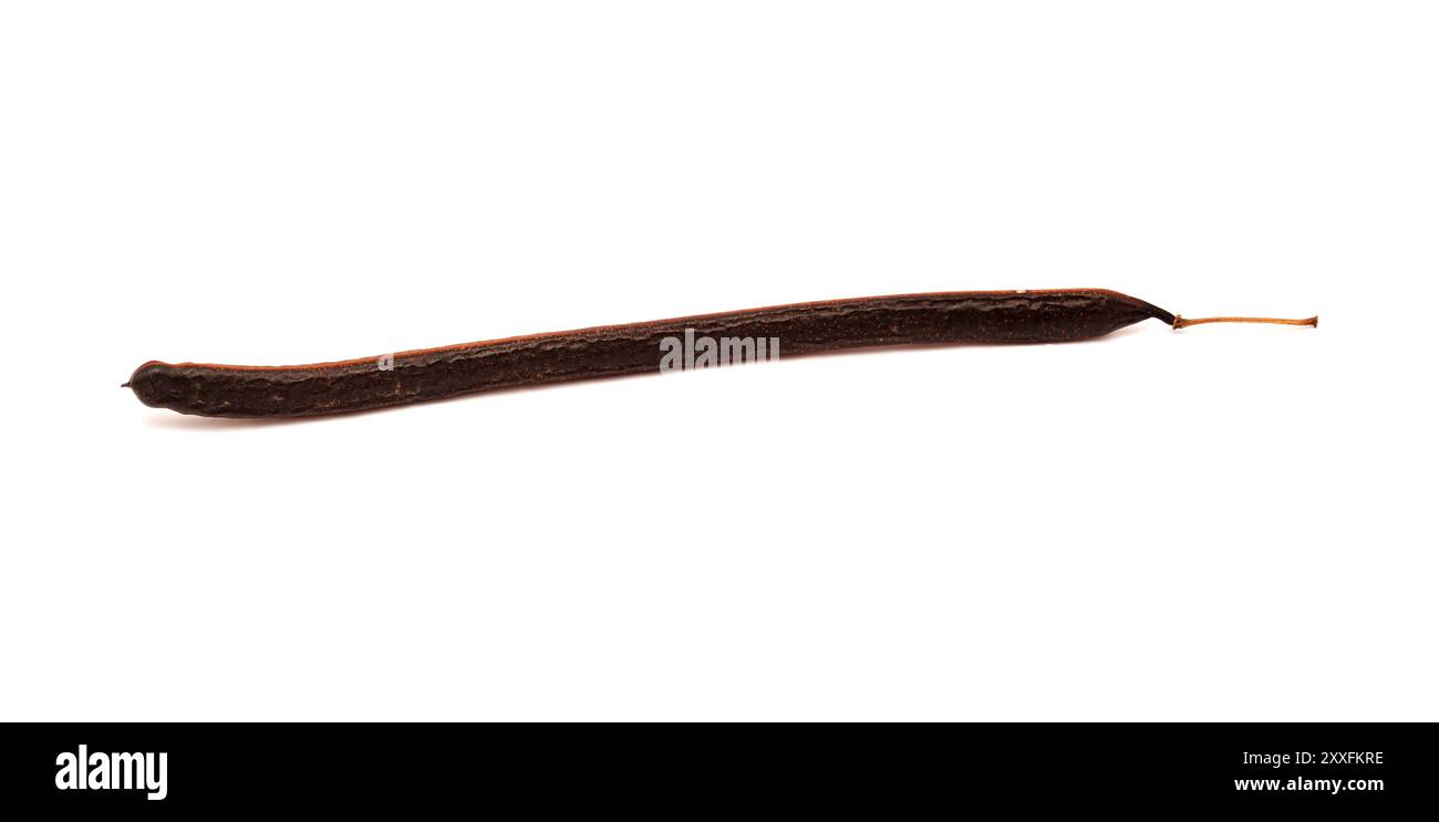 Logs seedpods of Senna spectabilis, golden wonder tree, isolated on ...