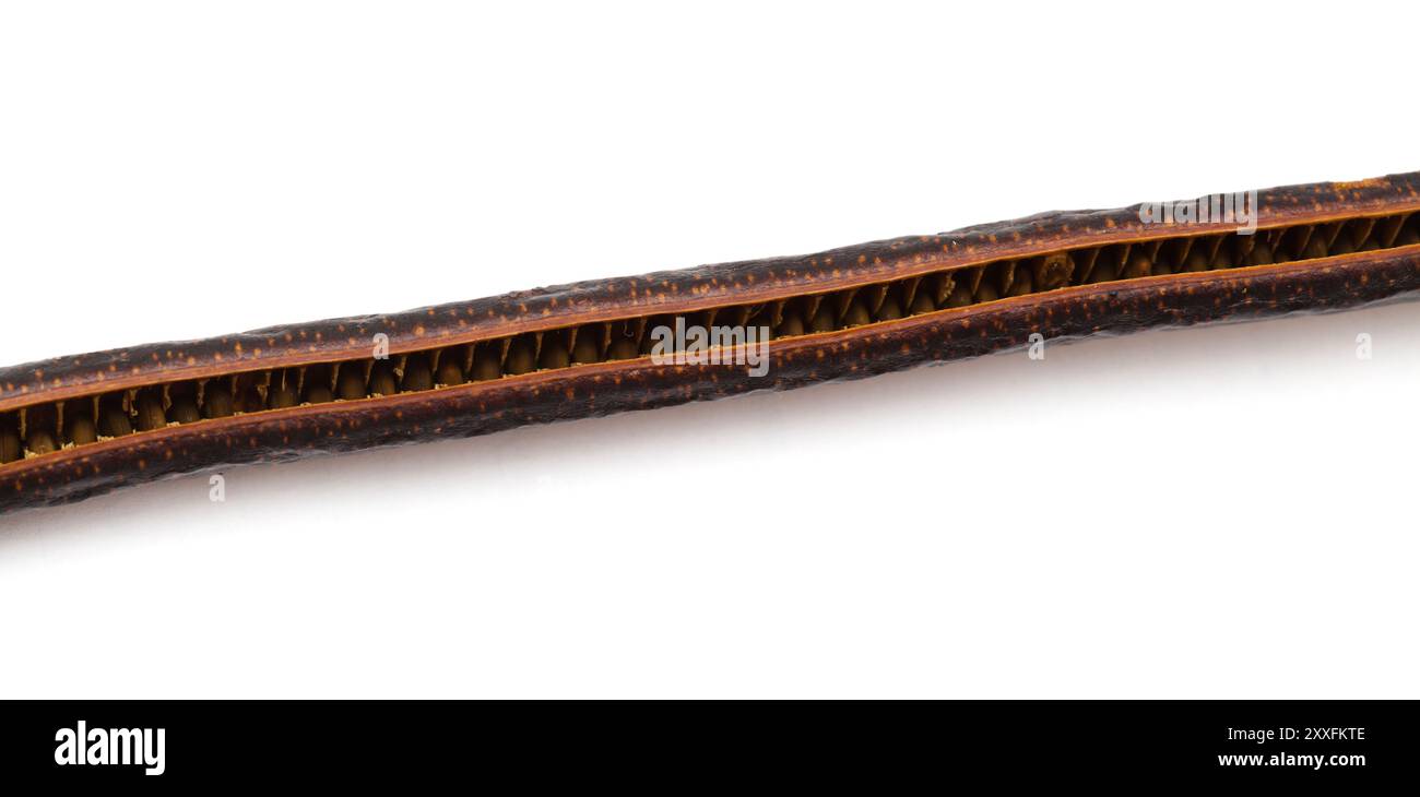 Logs seedpods of Senna spectabilis, golden wonder tree, isolated on ...