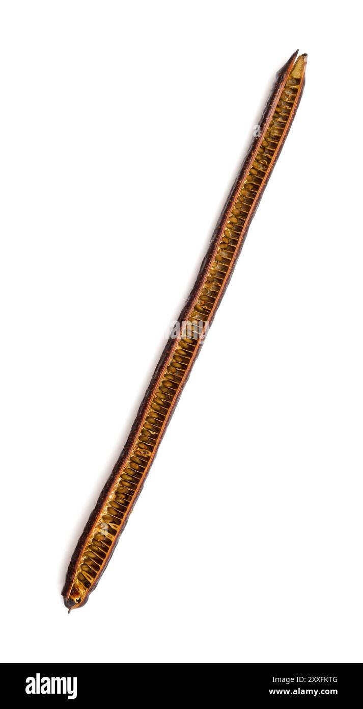 Logs seedpods of Senna spectabilis, golden wonder tree, isolated on ...