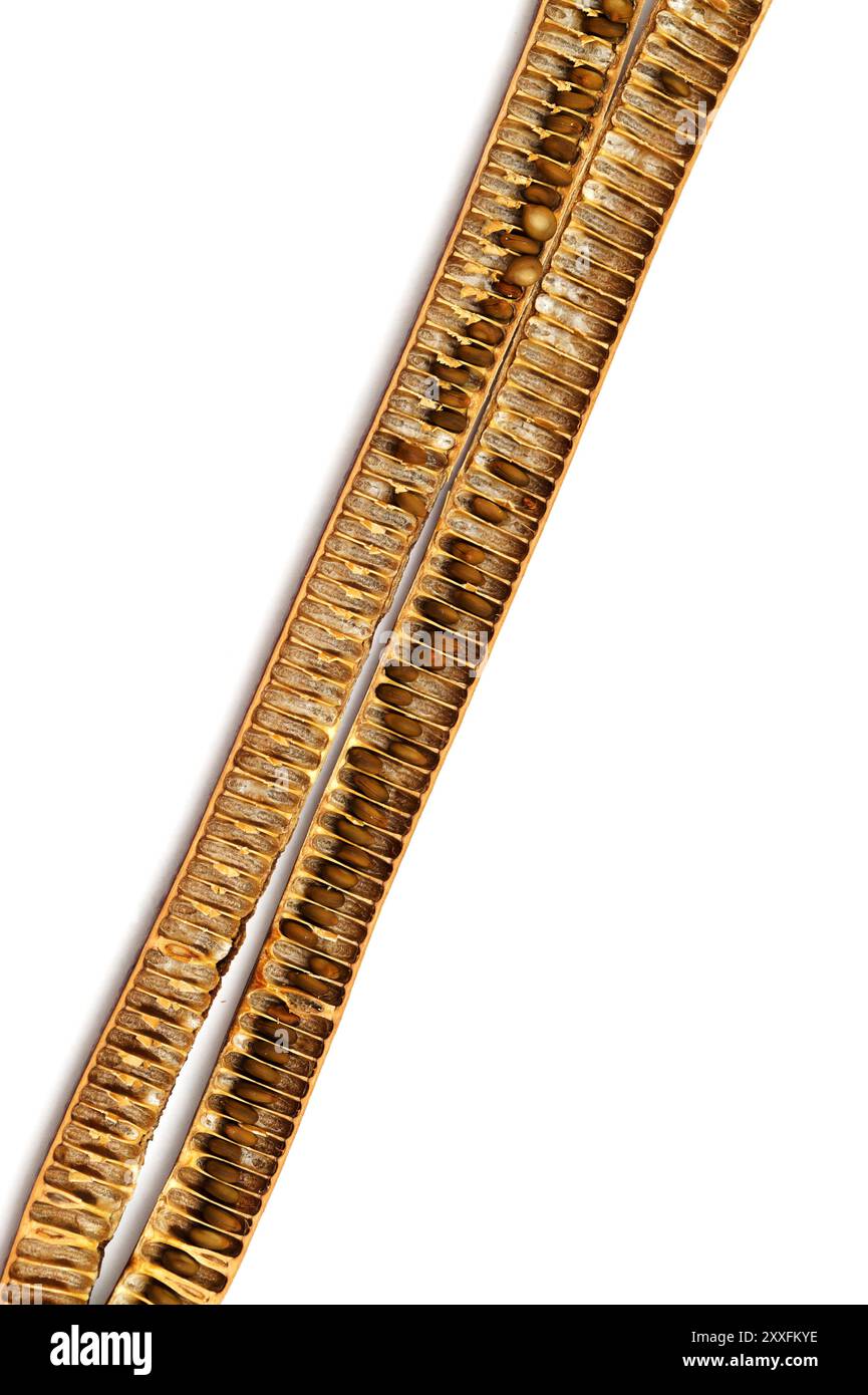 Logs seedpods of Senna spectabilis, golden wonder tree, isolated on ...