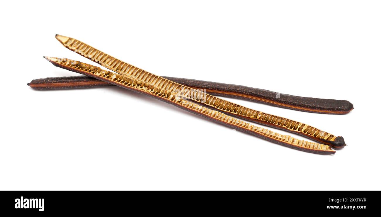 Logs seedpods of Senna spectabilis, golden wonder tree, isolated on ...