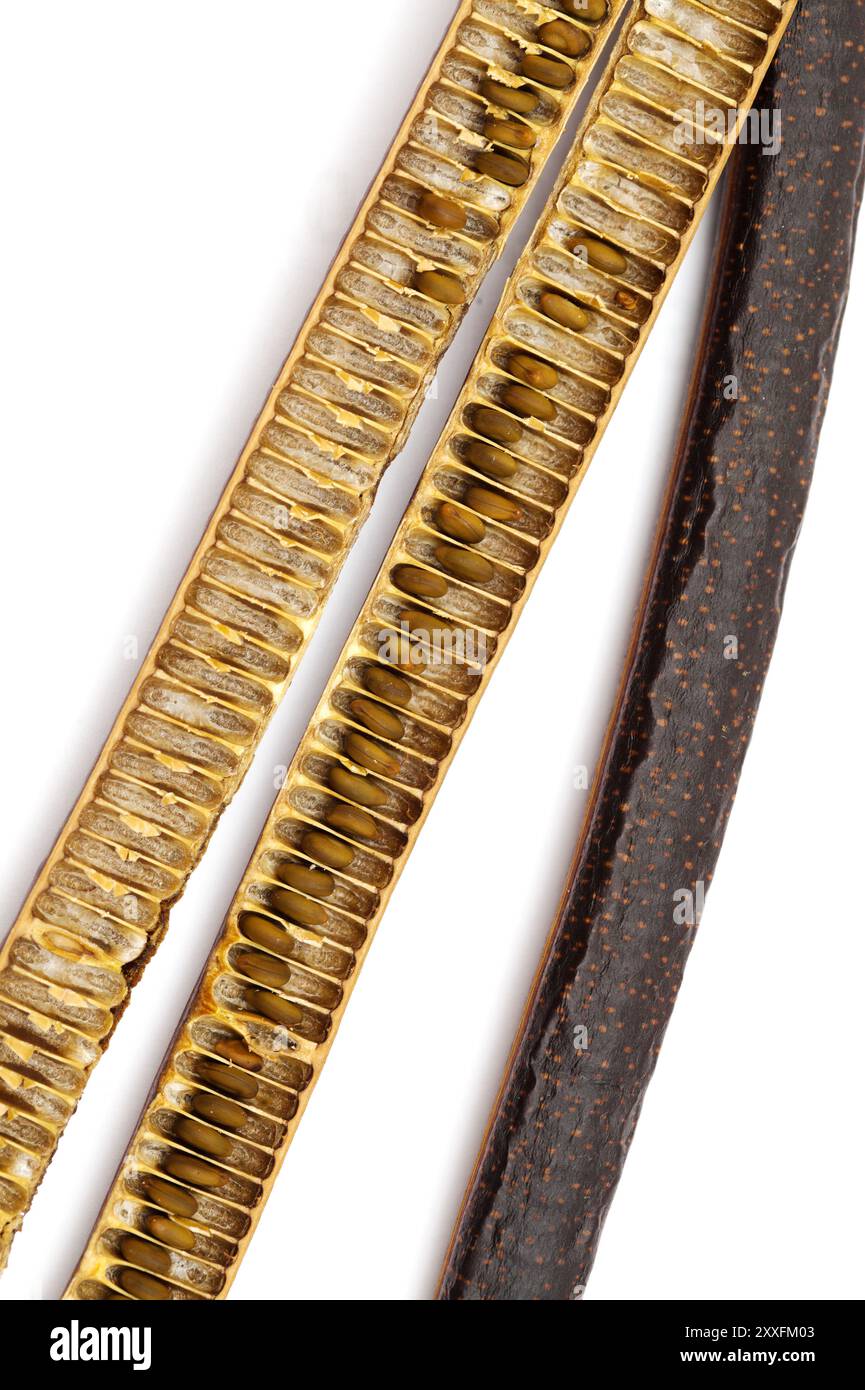 Logs seedpods of Senna spectabilis, golden wonder tree, isolated on ...