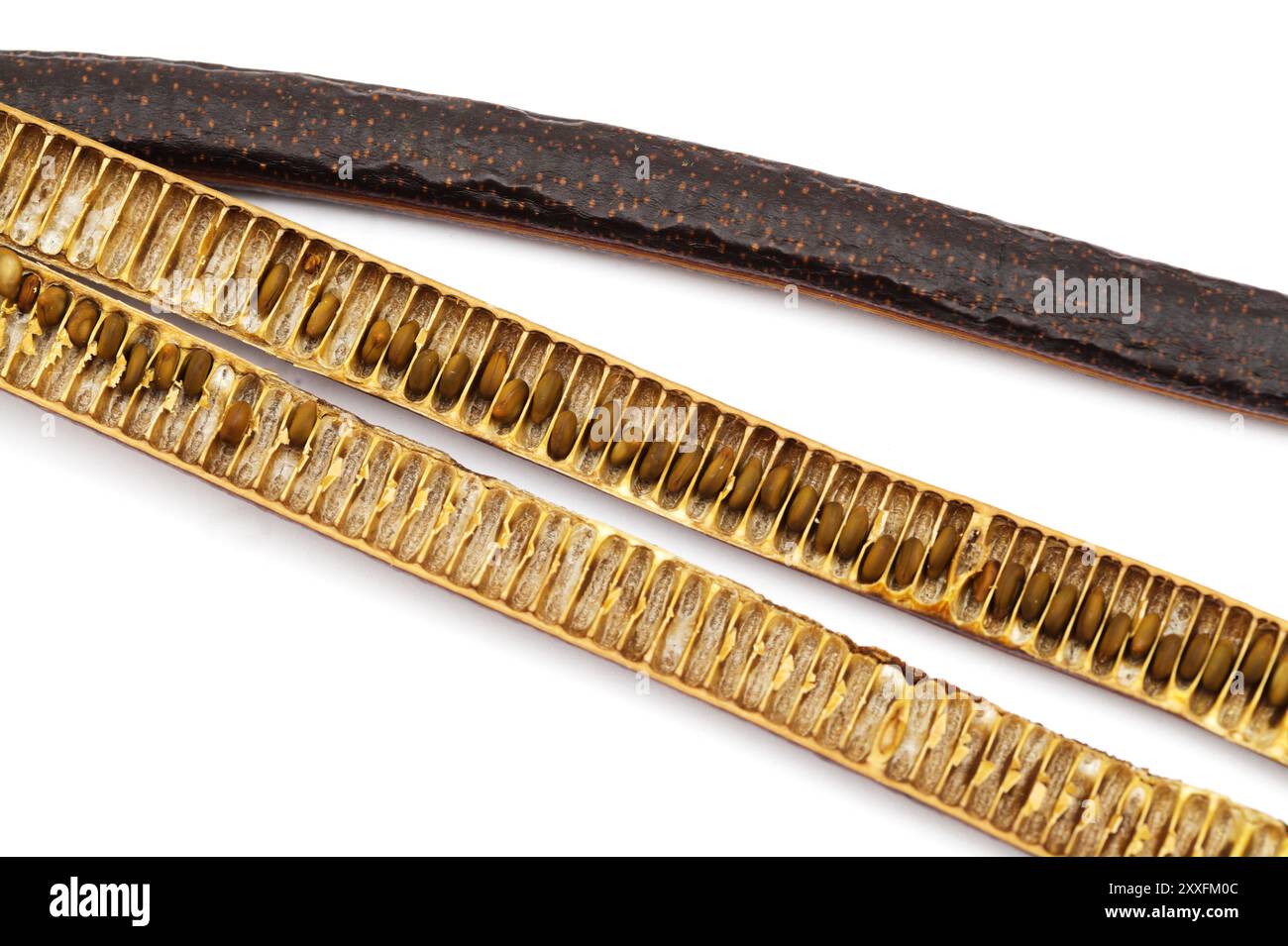 Logs seedpods of Senna spectabilis, golden wonder tree, isolated on ...