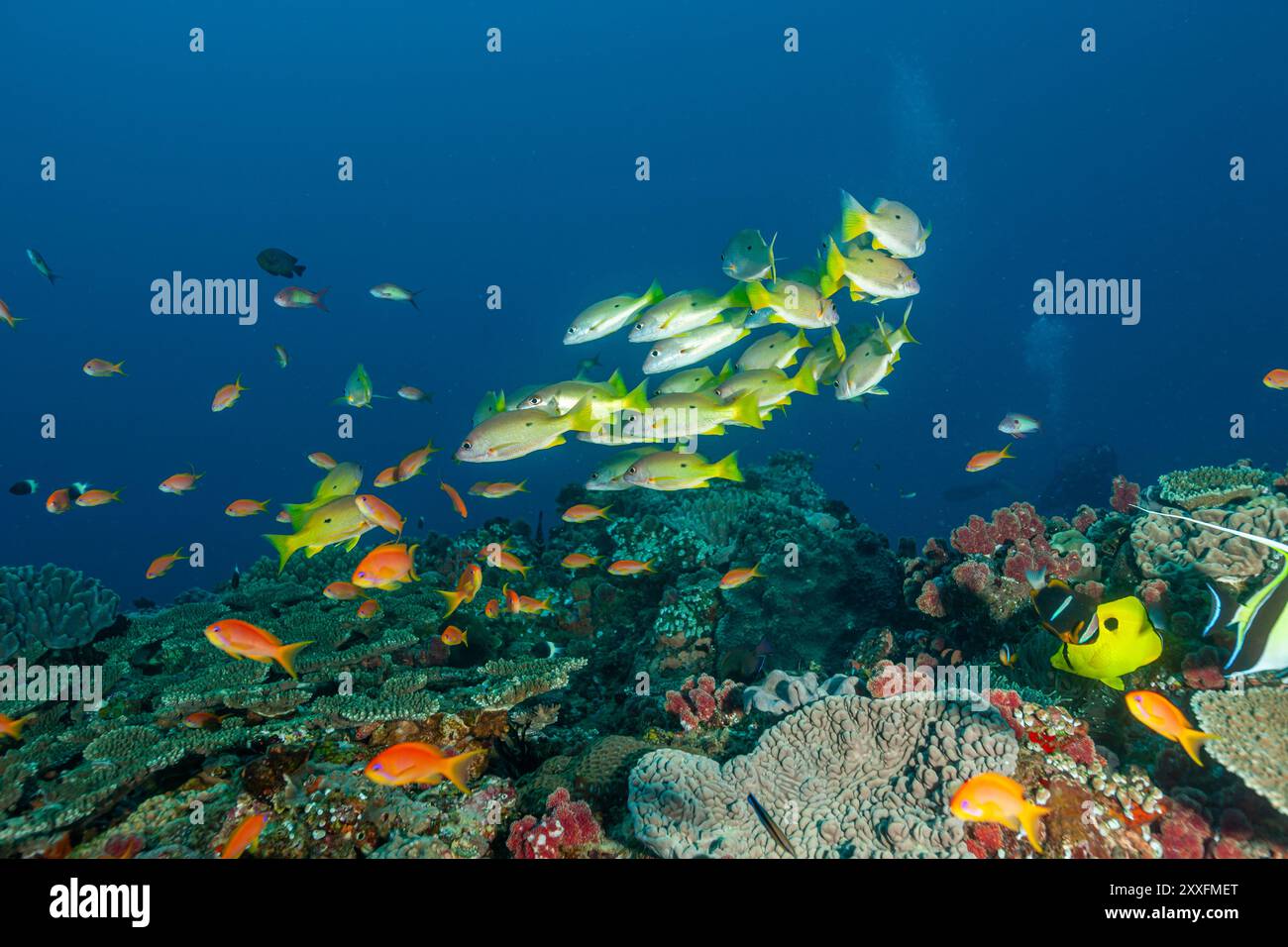 South Africa, Sodwana Bay, Blackspot Snapper (Lutjanus fulviflamma ...