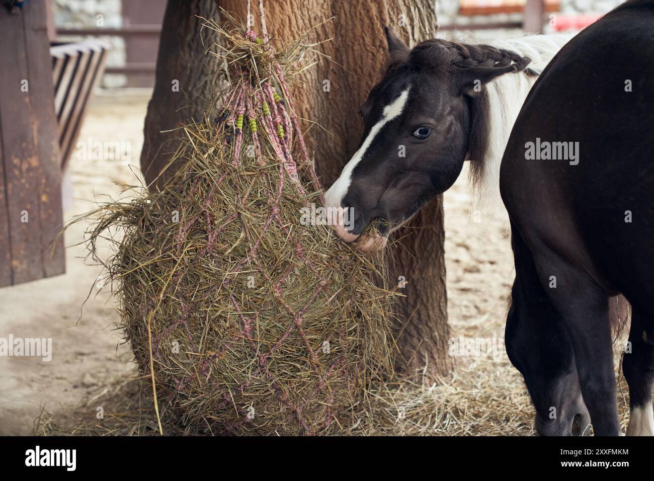 Close-up of a horse's head chewing hay. Two American dwarf horses are ...