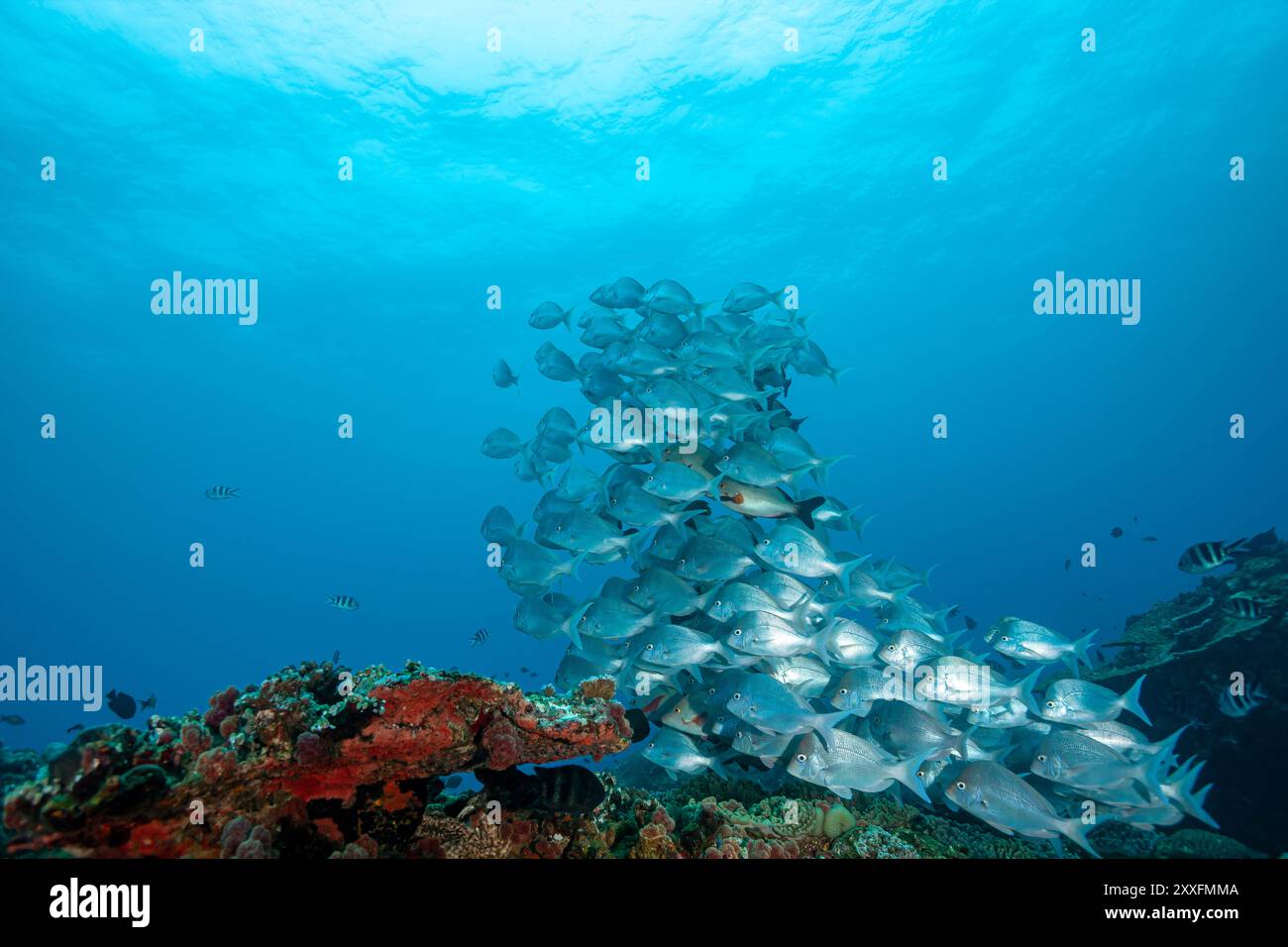 South Africa, Sodwana Bay, Slinger Seabream (Chrysoblephus puniceus ...