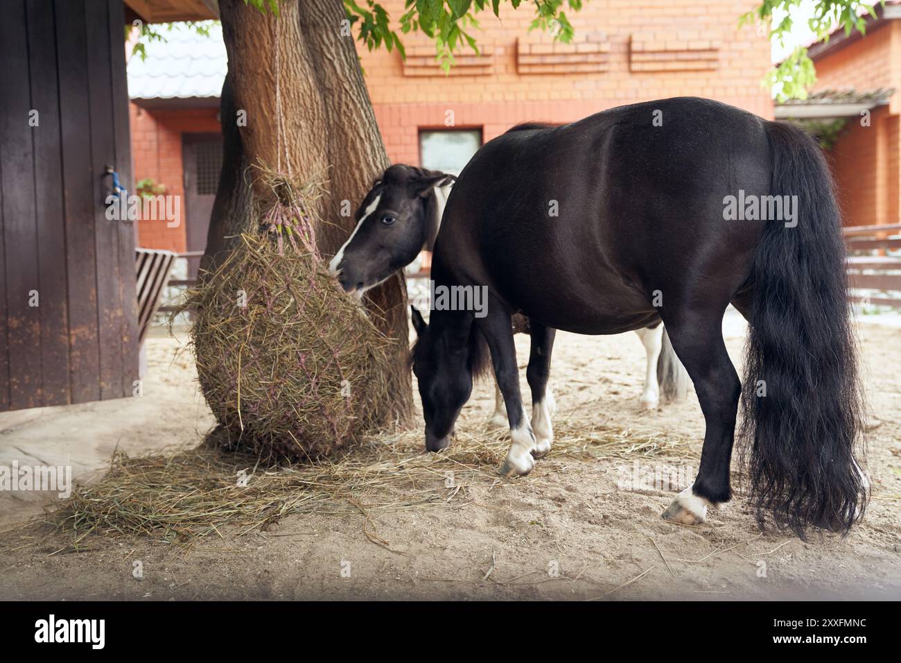 American dwarf horse hi-res stock photography and images - Alamy