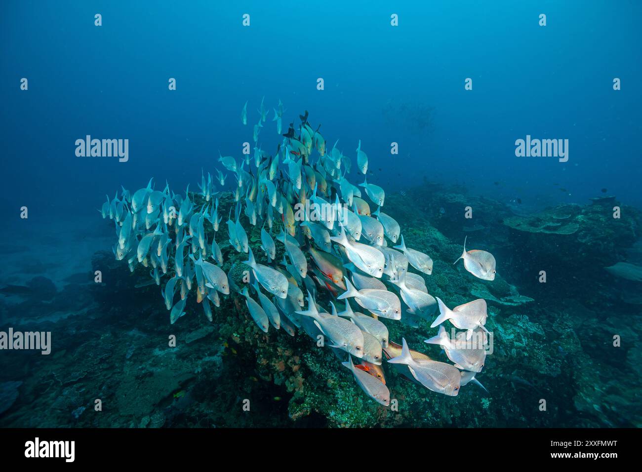 South Africa, Sodwana Bay, Slinger Seabream (Chrysoblephus puniceus ...