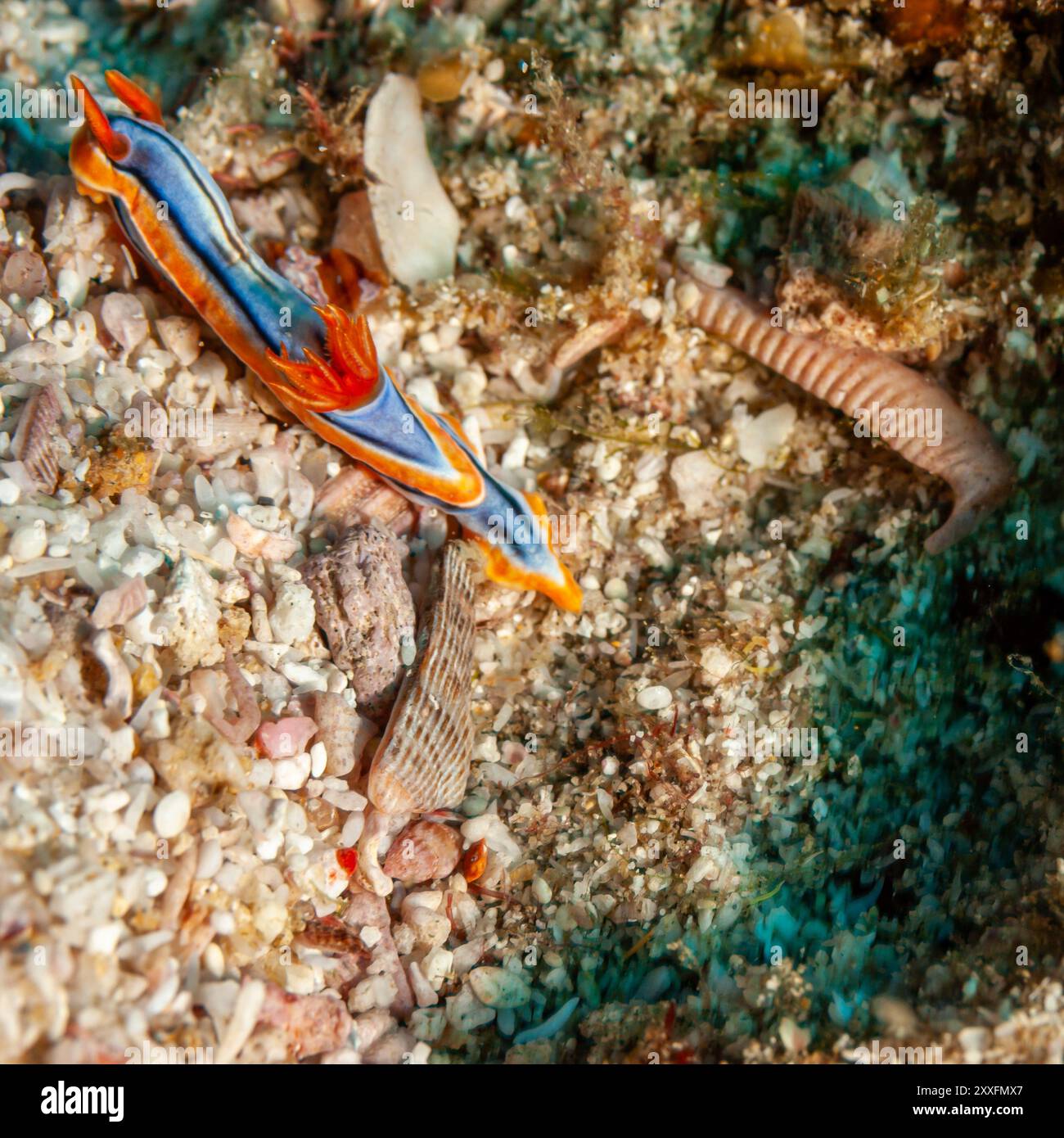 South Africa, Sodwana Bay, Nudibranch (Chromodoris hamiltoni), Sea Slug ...