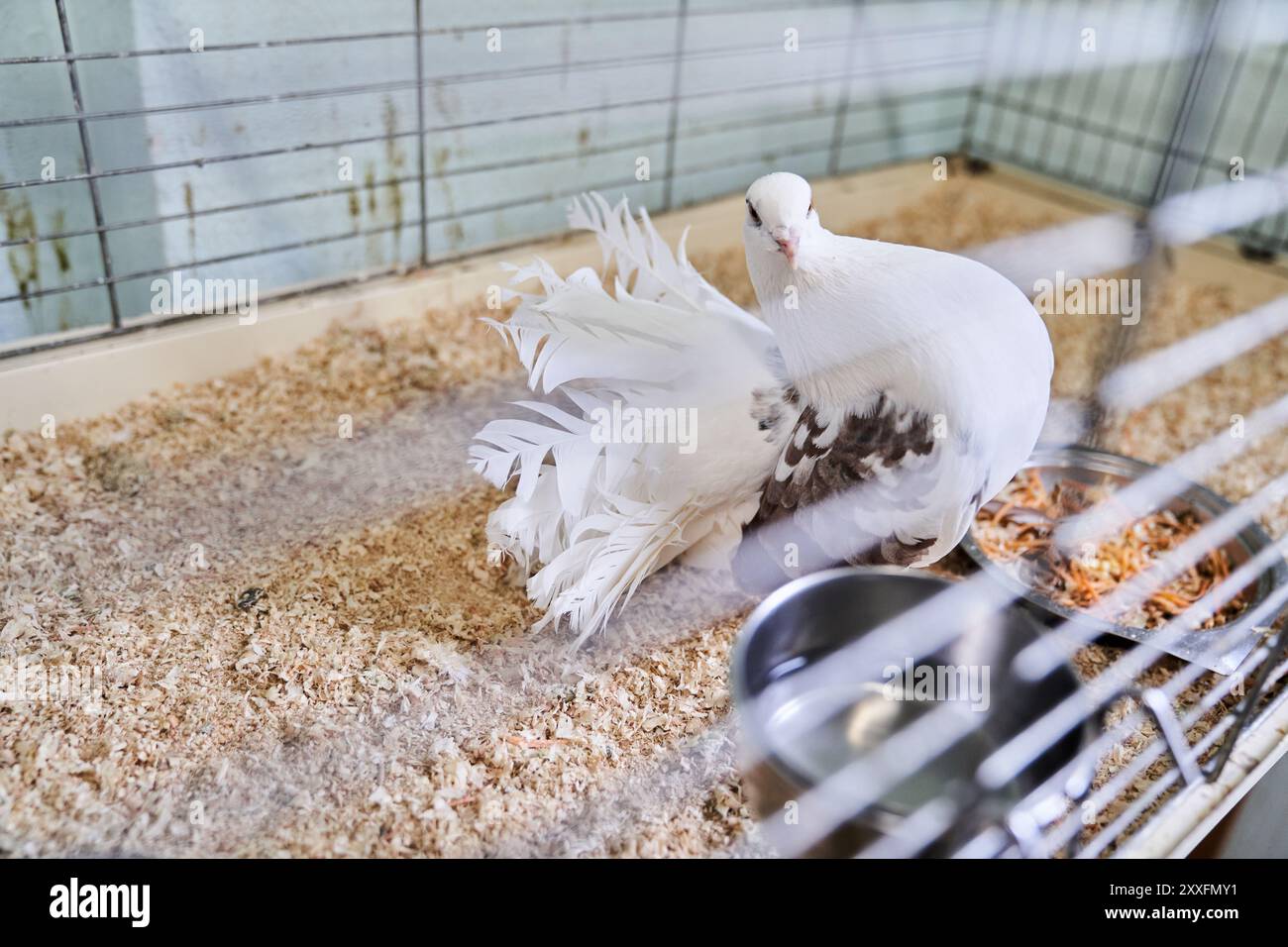 A beautiful peacock pigeon with a fluffy tail is sitting in a cage. A ...
