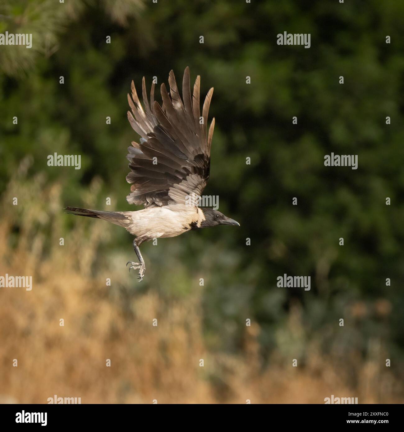 A hooded gray crow at flight with a blurred forest background Stock ...