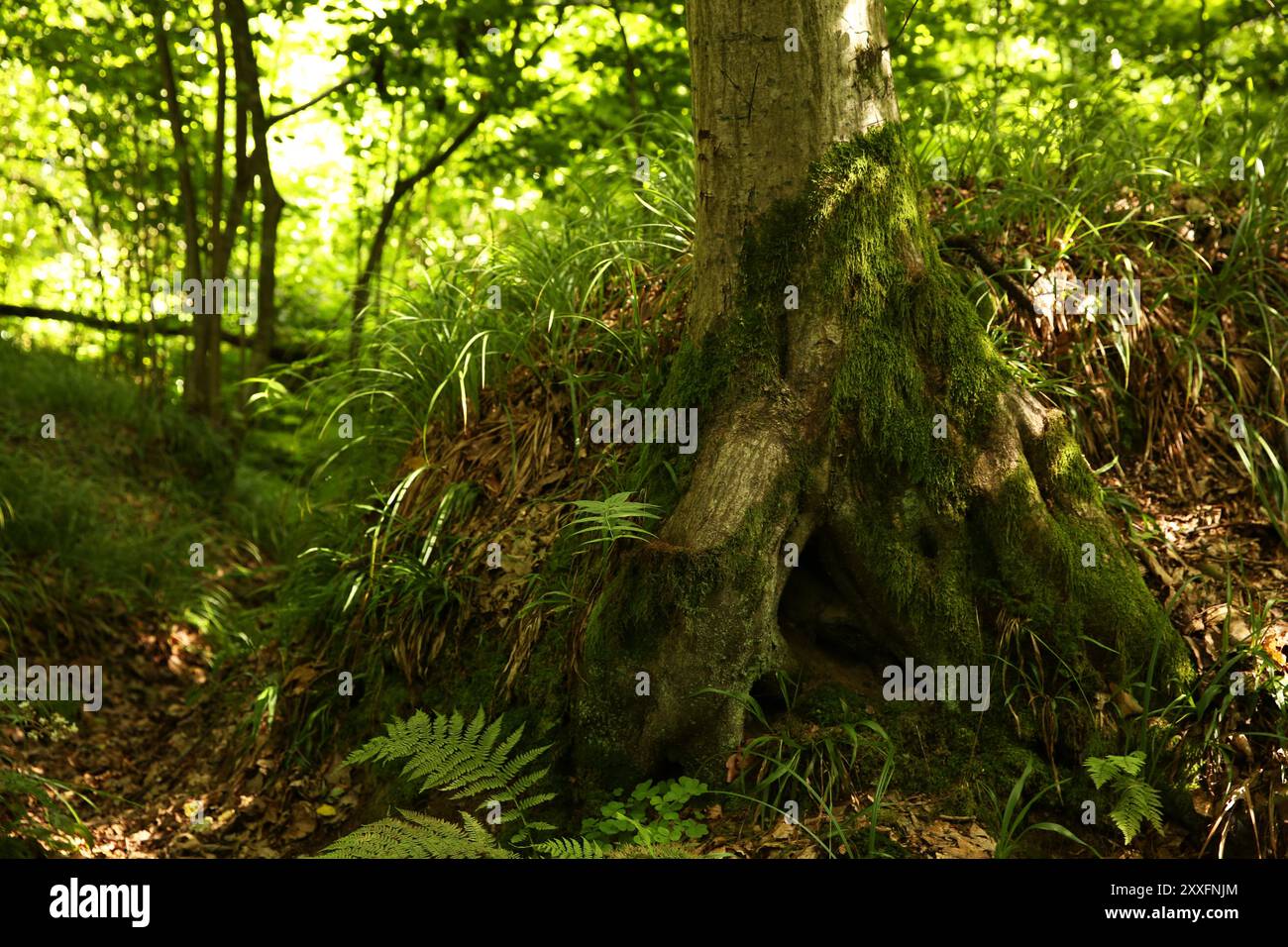 Tree trunk and roots in forest outdoors Stock Photo - Alamy