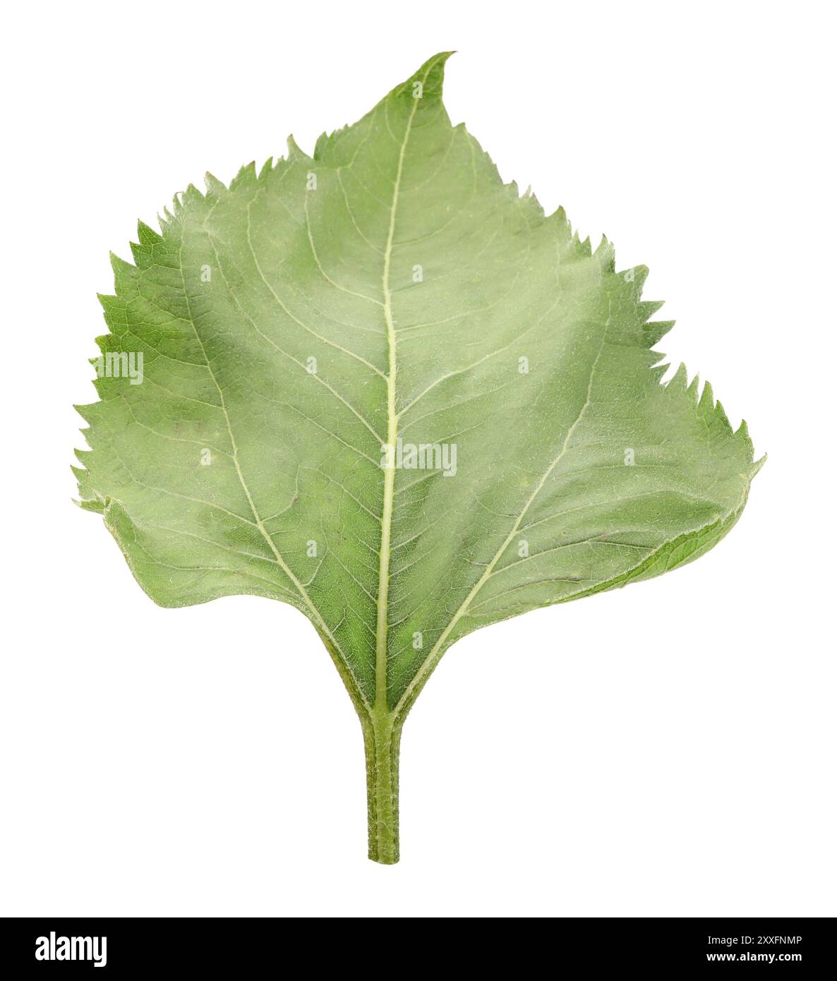 One green sunflower leaf isolated on white Stock Photo - Alamy