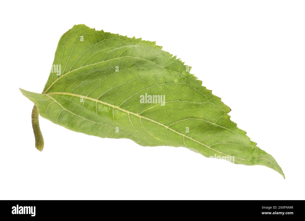 One green sunflower leaf isolated on white Stock Photo - Alamy