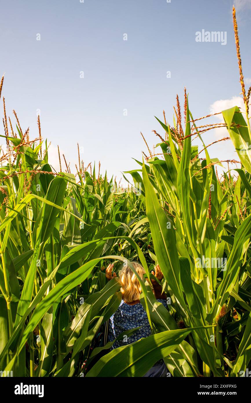 Walking through tall crop hi-res stock photography and images - Alamy