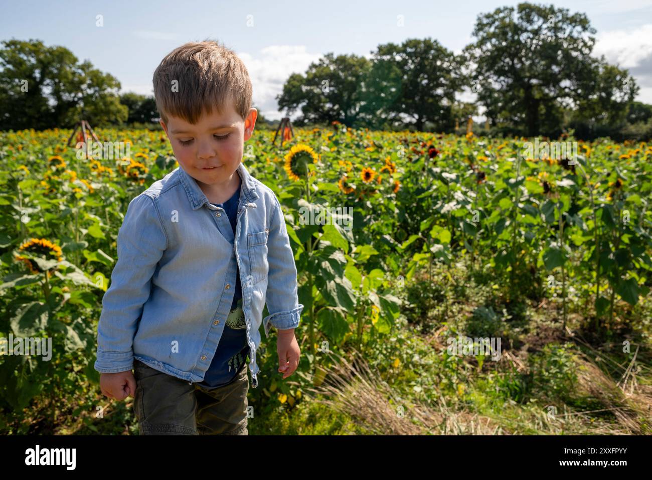 Boy in a sunflower field Stock Photo - Alamy