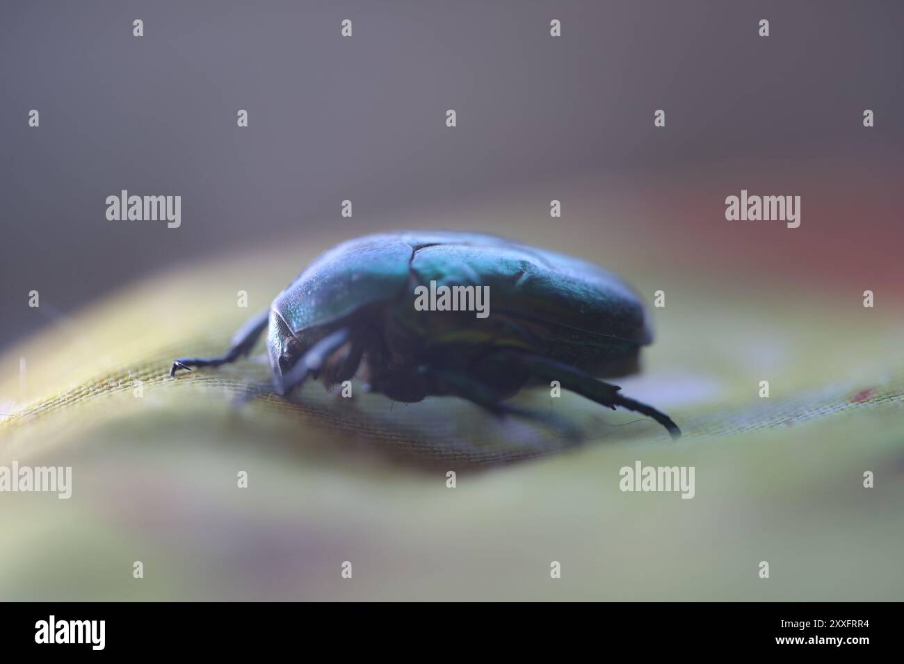 June bug, green bug ultra macro view, extreme close up, Green beetle, beetle head movement ...