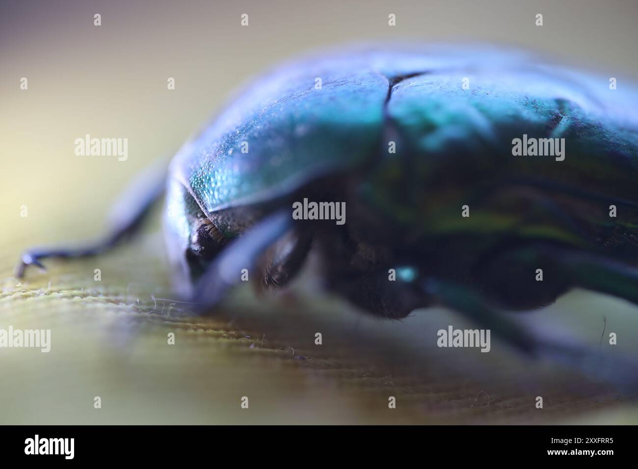 June bug, green bug ultra macro view, extreme close up, Green beetle, beetle head movement ...