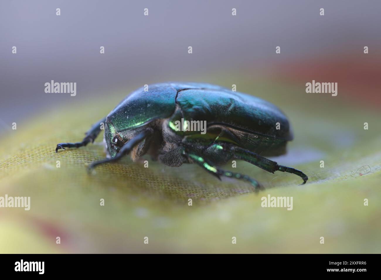 June bug, green bug ultra macro view, extreme close up, Green beetle, beetle head movement ...