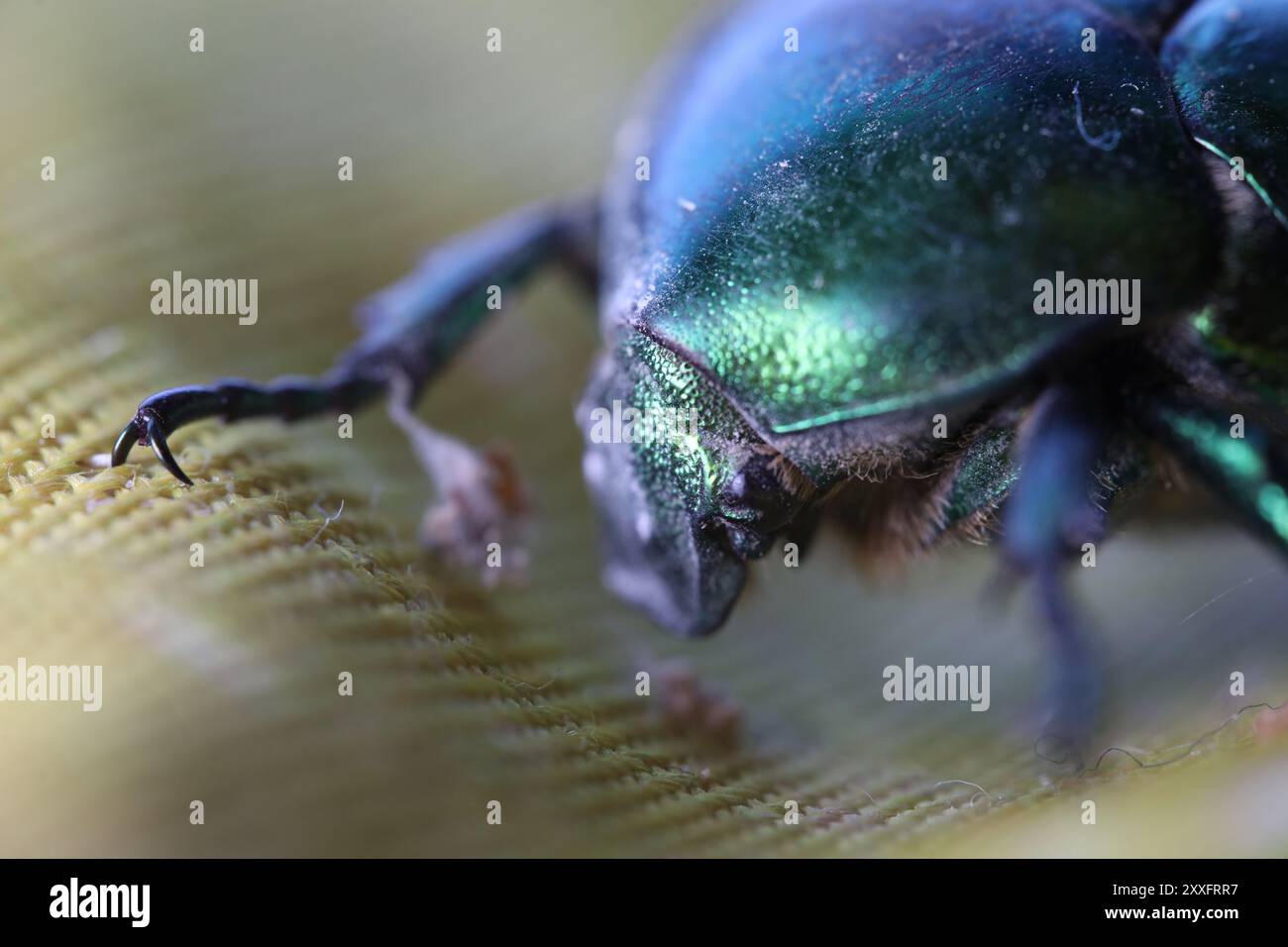 June bug, green bug ultra macro view, extreme close up, Green beetle, beetle head movement ...