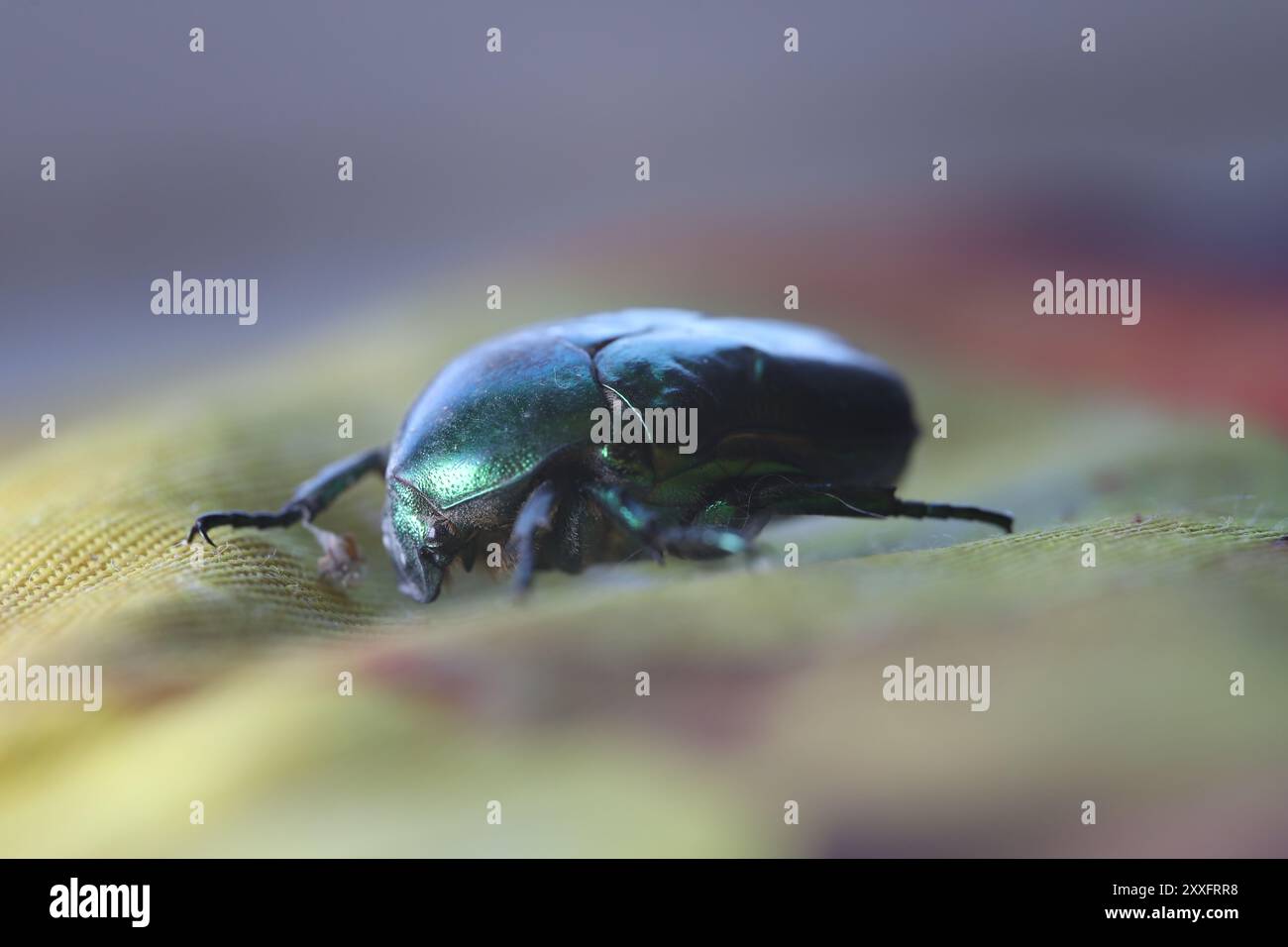 June bug, green bug ultra macro view, extreme close up, Green beetle, beetle head movement ...
