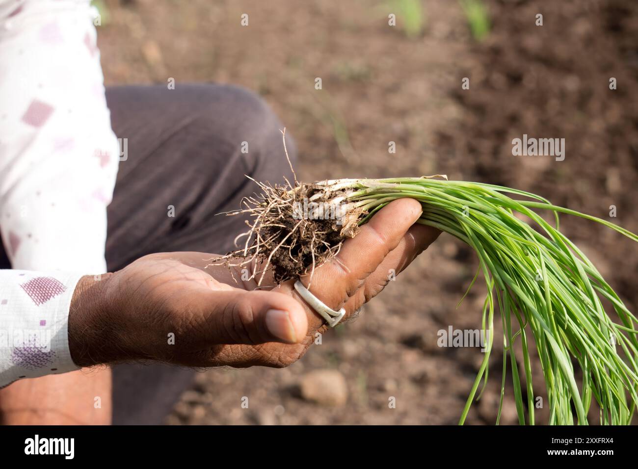 Garlic supply chain hi-res stock photography and images - Alamy