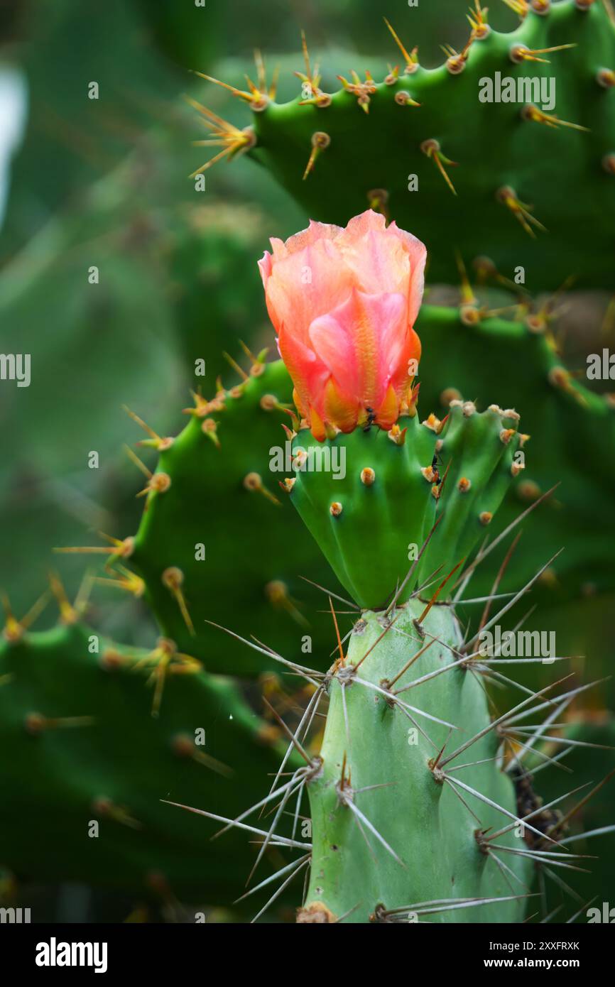 A vibrant cactus plant showcasing a single beautiful pink flower ...