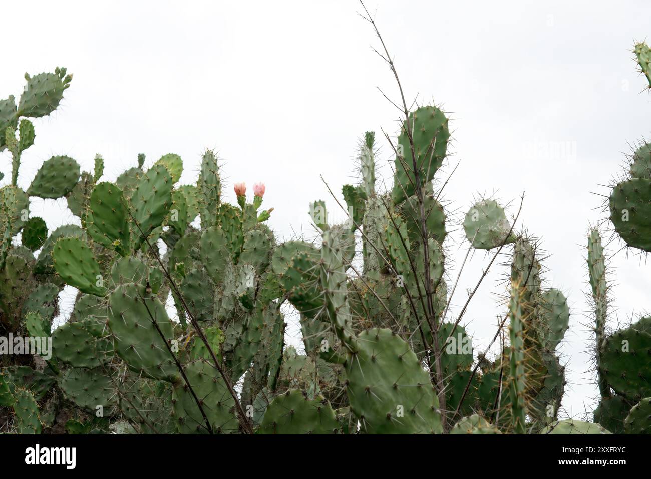 Relative flora and fauna hi-res stock photography and images - Alamy