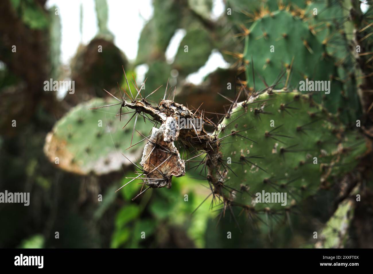 A detailed view of a cactus plant highlighting its many sharp spines ...
