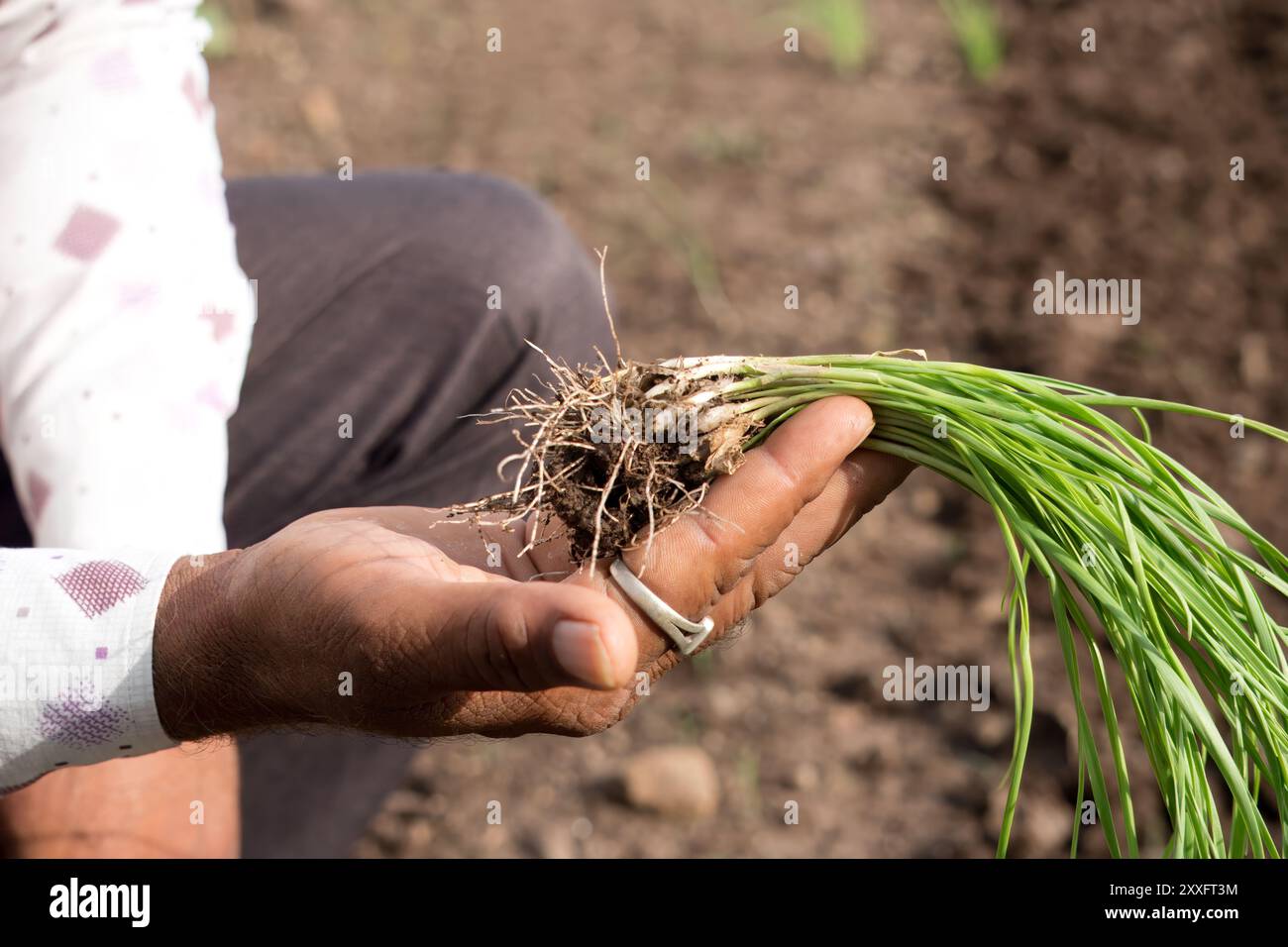 Recently Gathered Organic Garlic Bulbs with Natural Roots Held in the ...