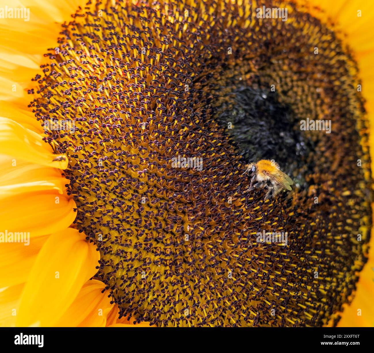 Carder bee (bumble bee) collecting nectar from a sunflower, close up of ...