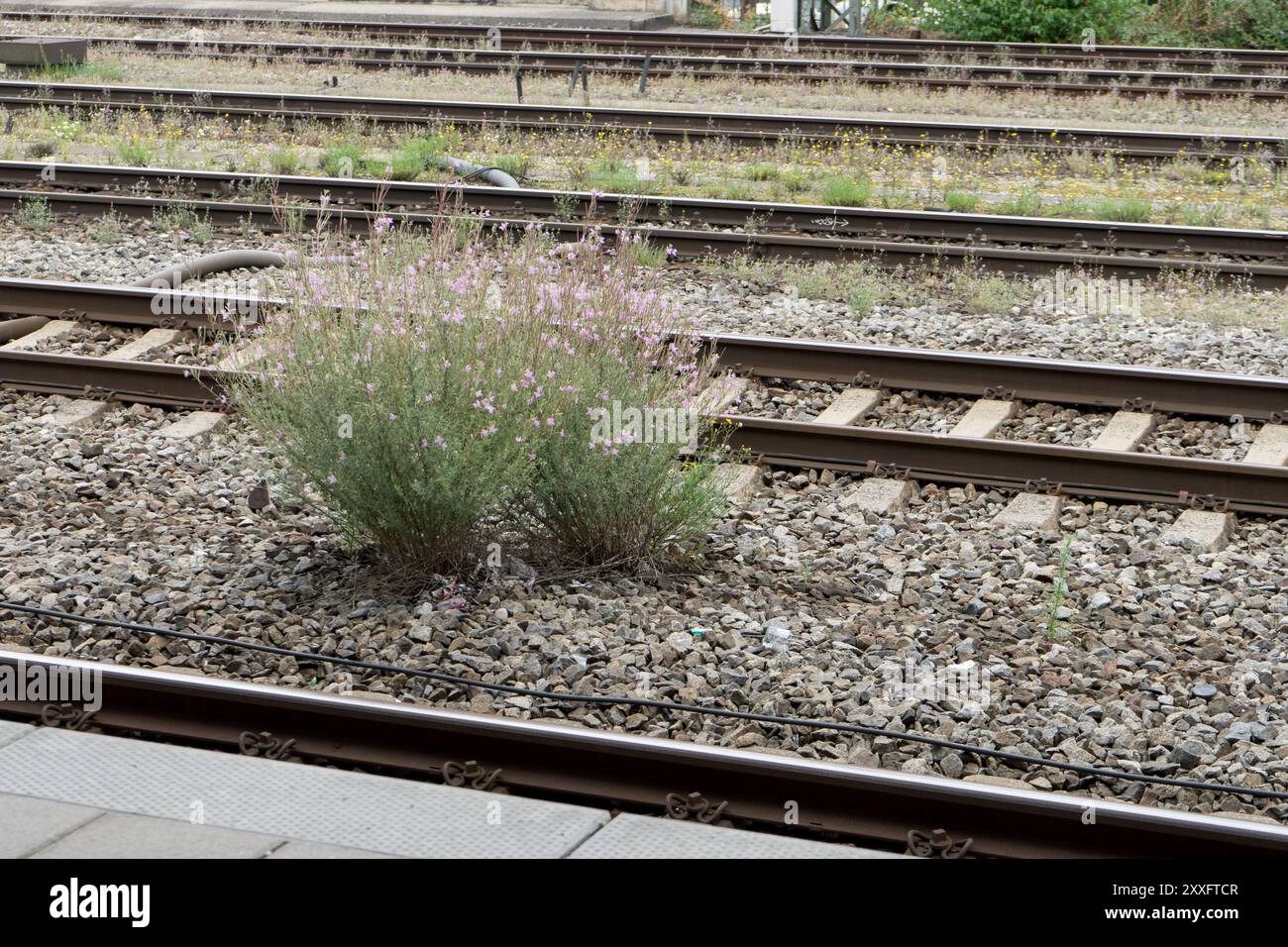Pink flowering shrub grows in the gravel bed between railway tracks ...