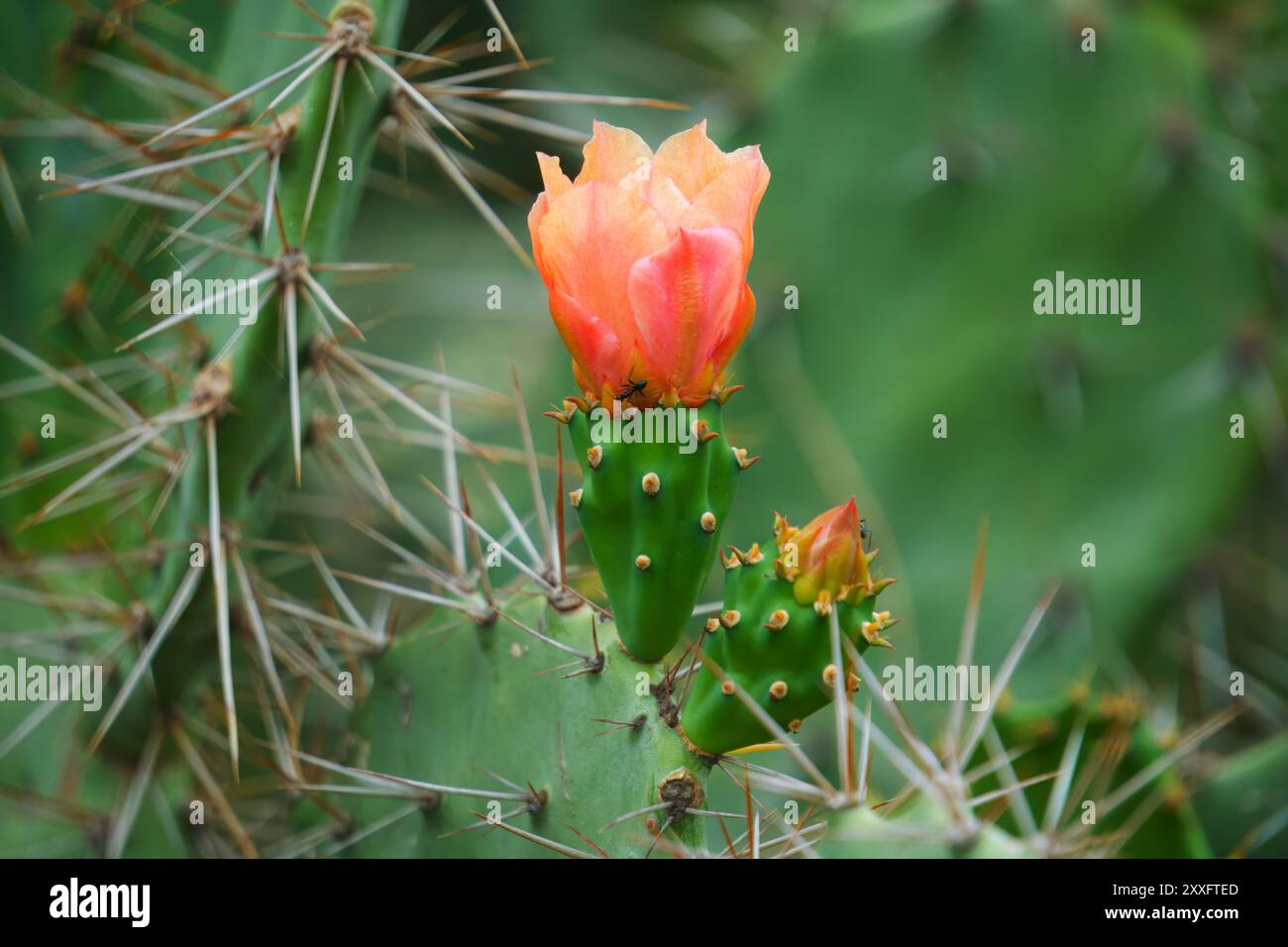 A close-up of a cactus plant with one striking flower, illustrating the ...