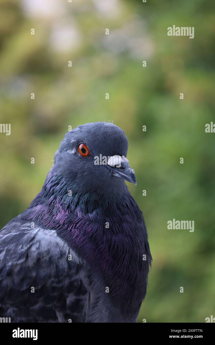Pigeon closeup portrait, bird on the window, summer day, pigeon ...